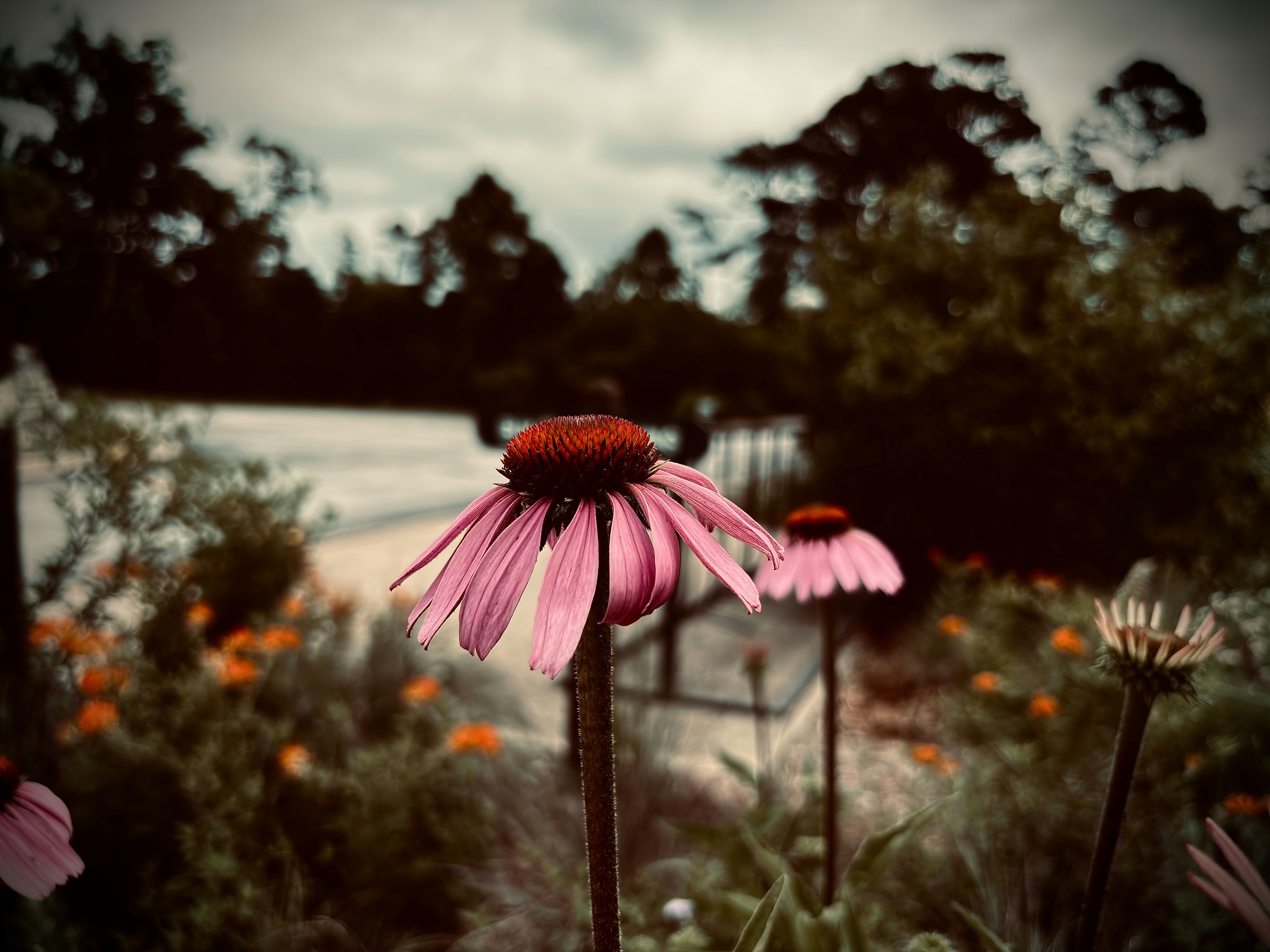 Pink Coneflowers Under Soft Evening Light