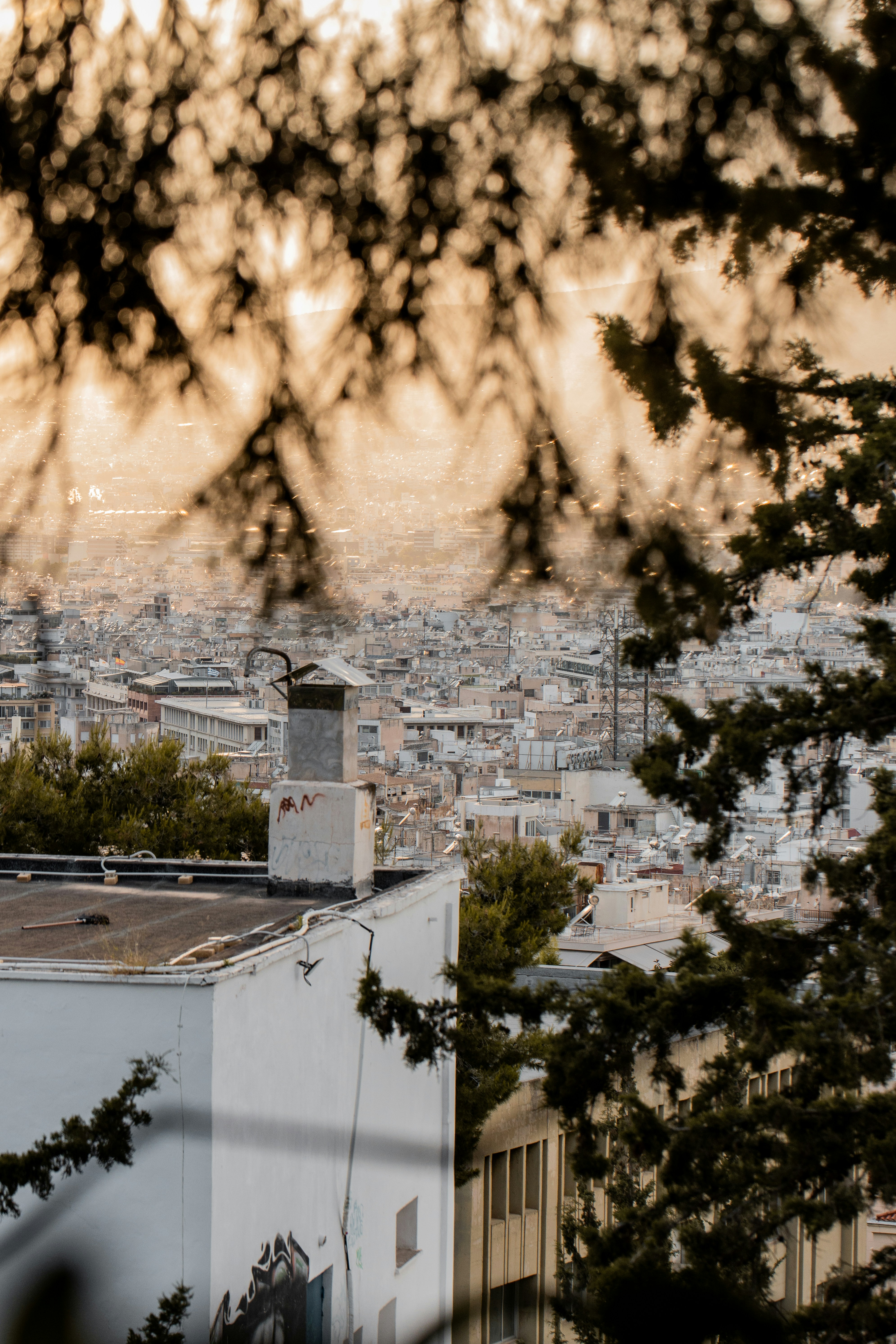Cityscape Framed by Conifer Veil at Golden Hour