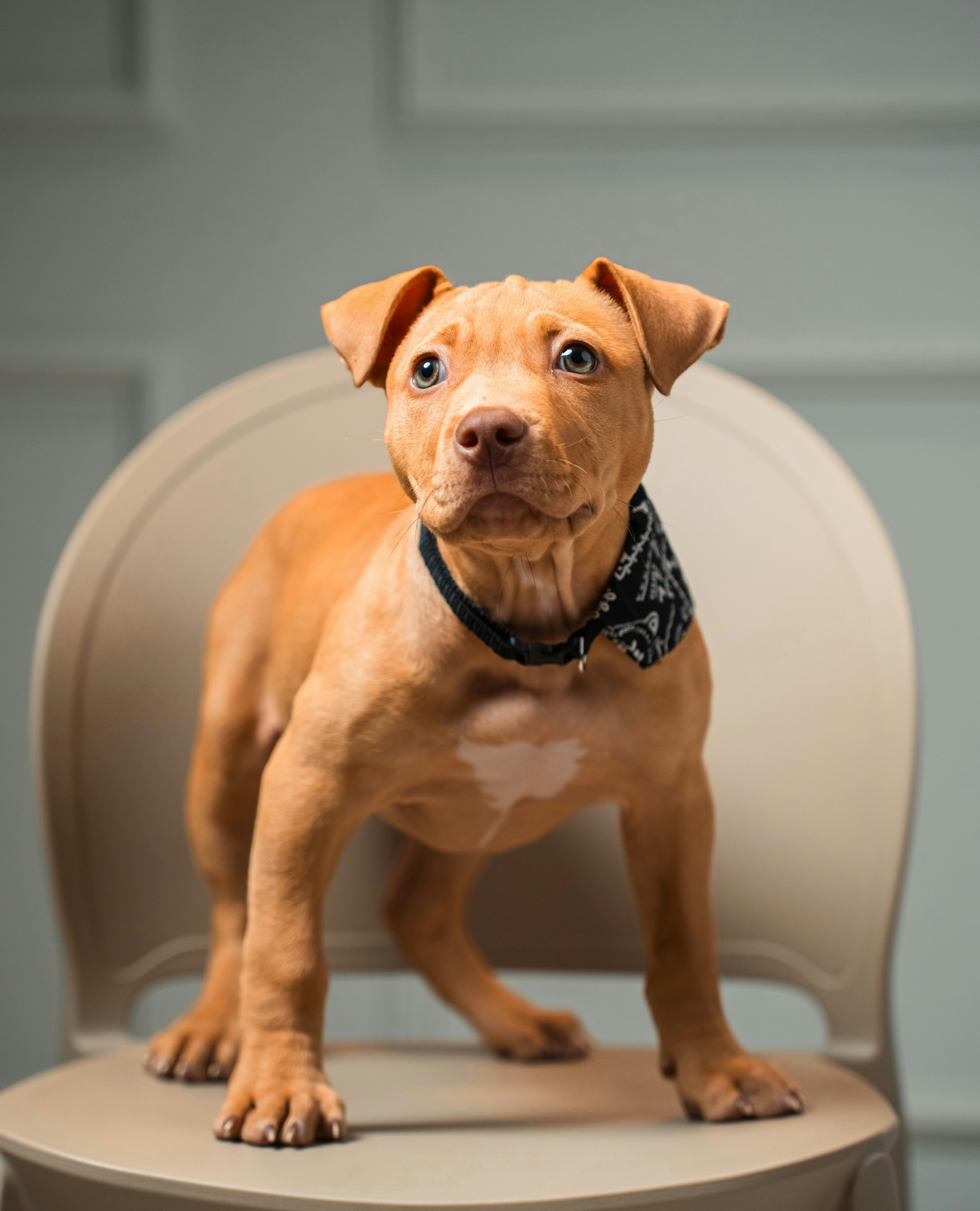 Curious Pup on a Cozy Seat