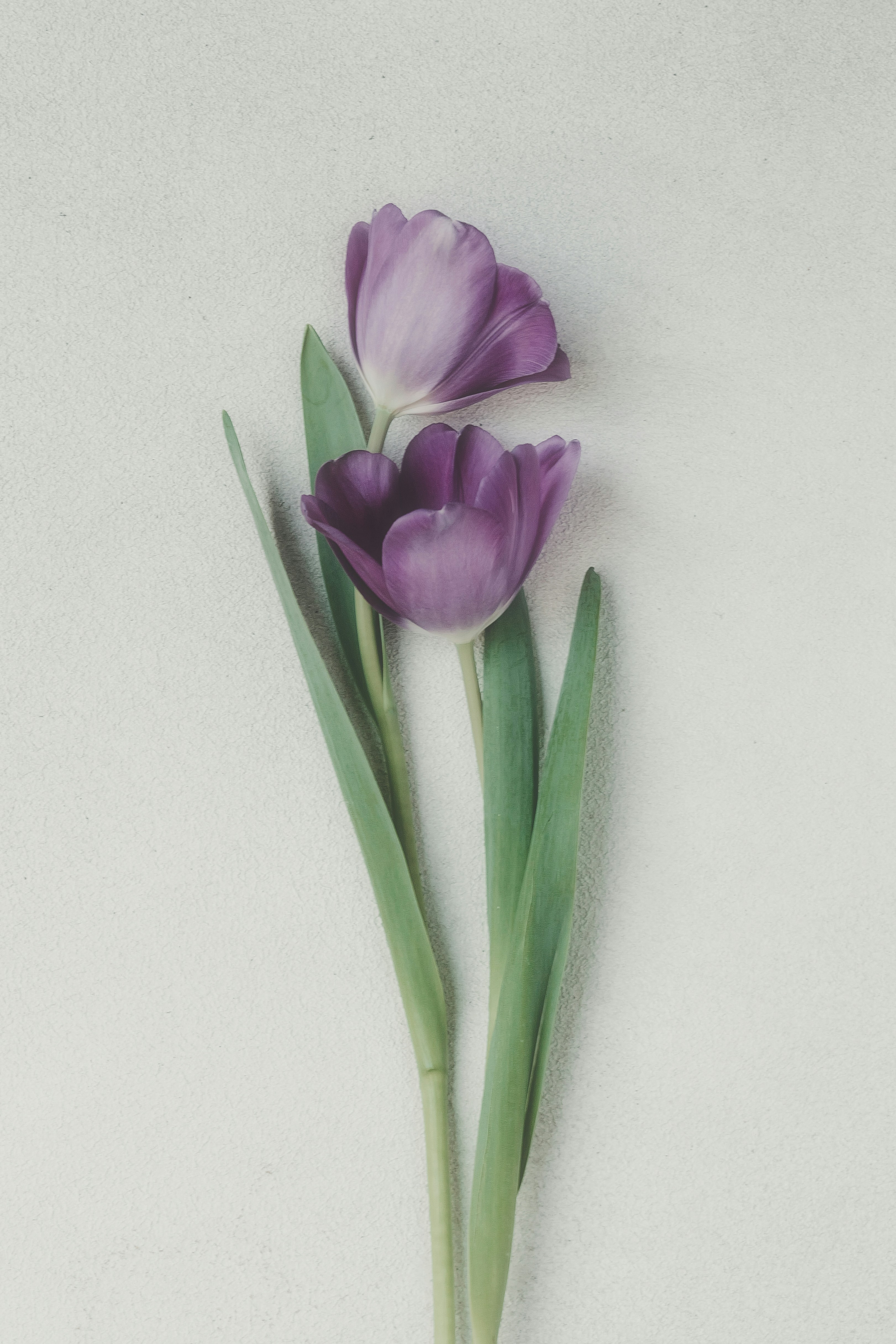 Two Purple Tulips Against Soft Concrete Backdrop