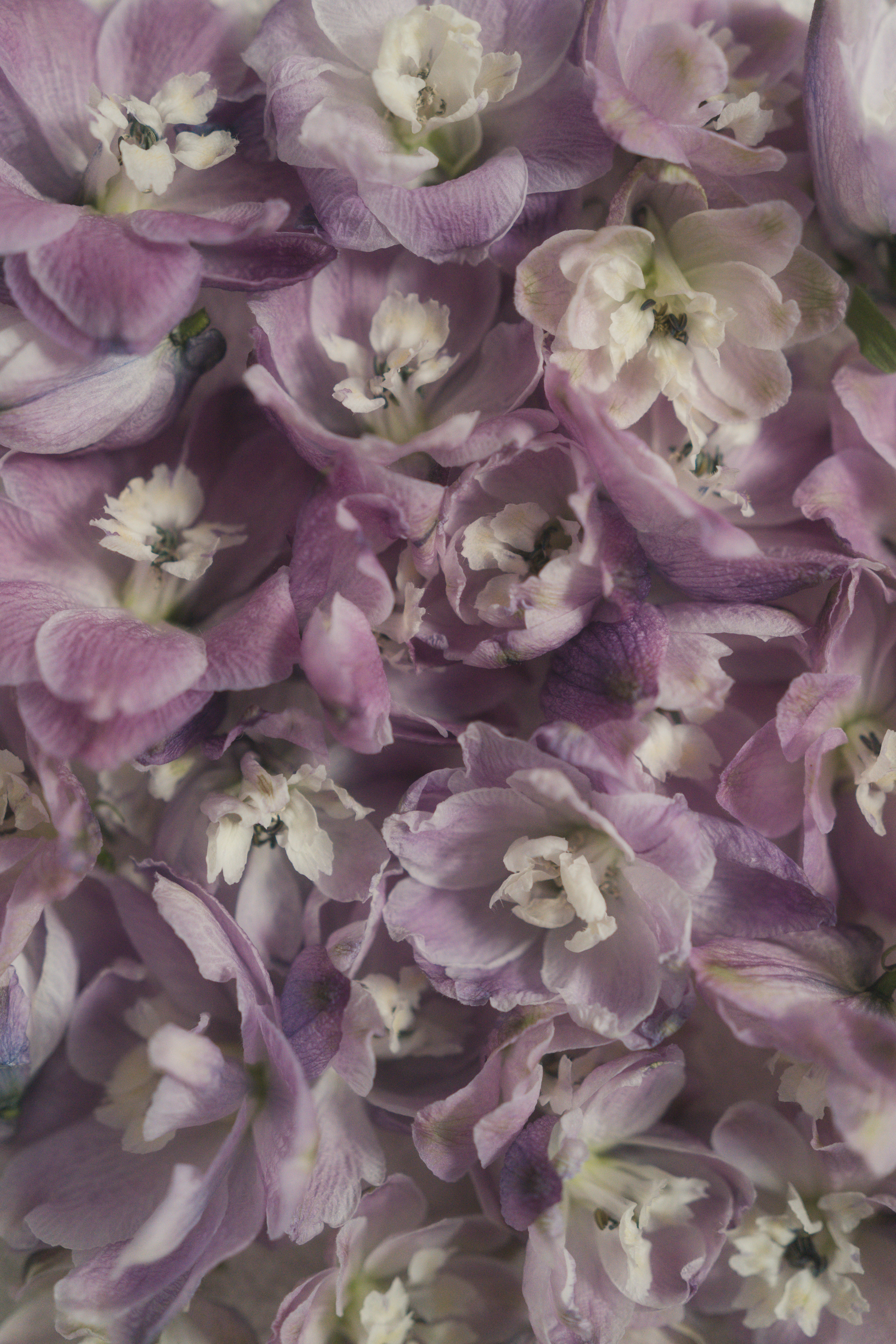Soft Purple Petal Tapestry