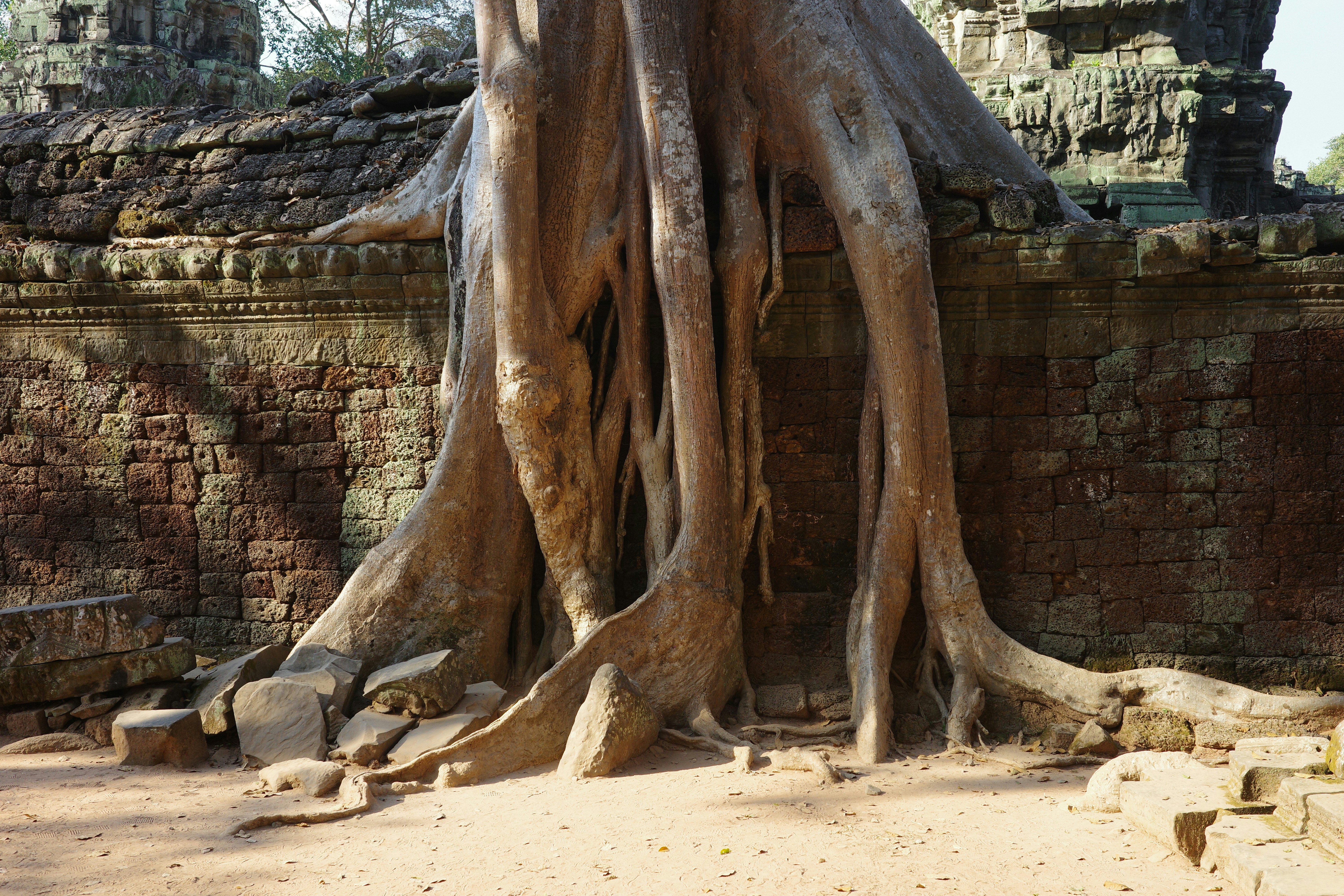 Roots of Time: Ancient Tree Wrapping the Wall