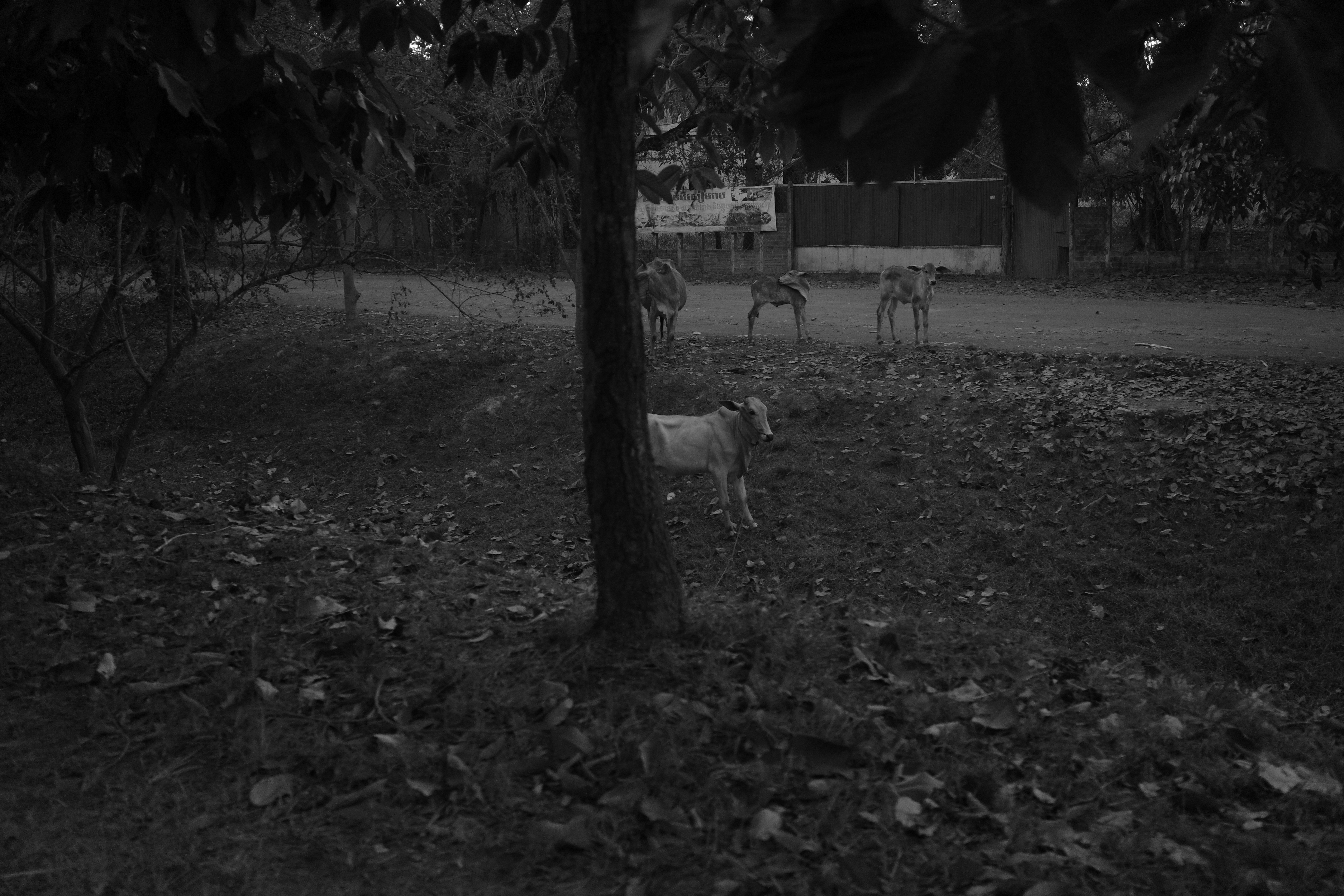 Herd at Dusk: Quiet Street with Grapevine Shade