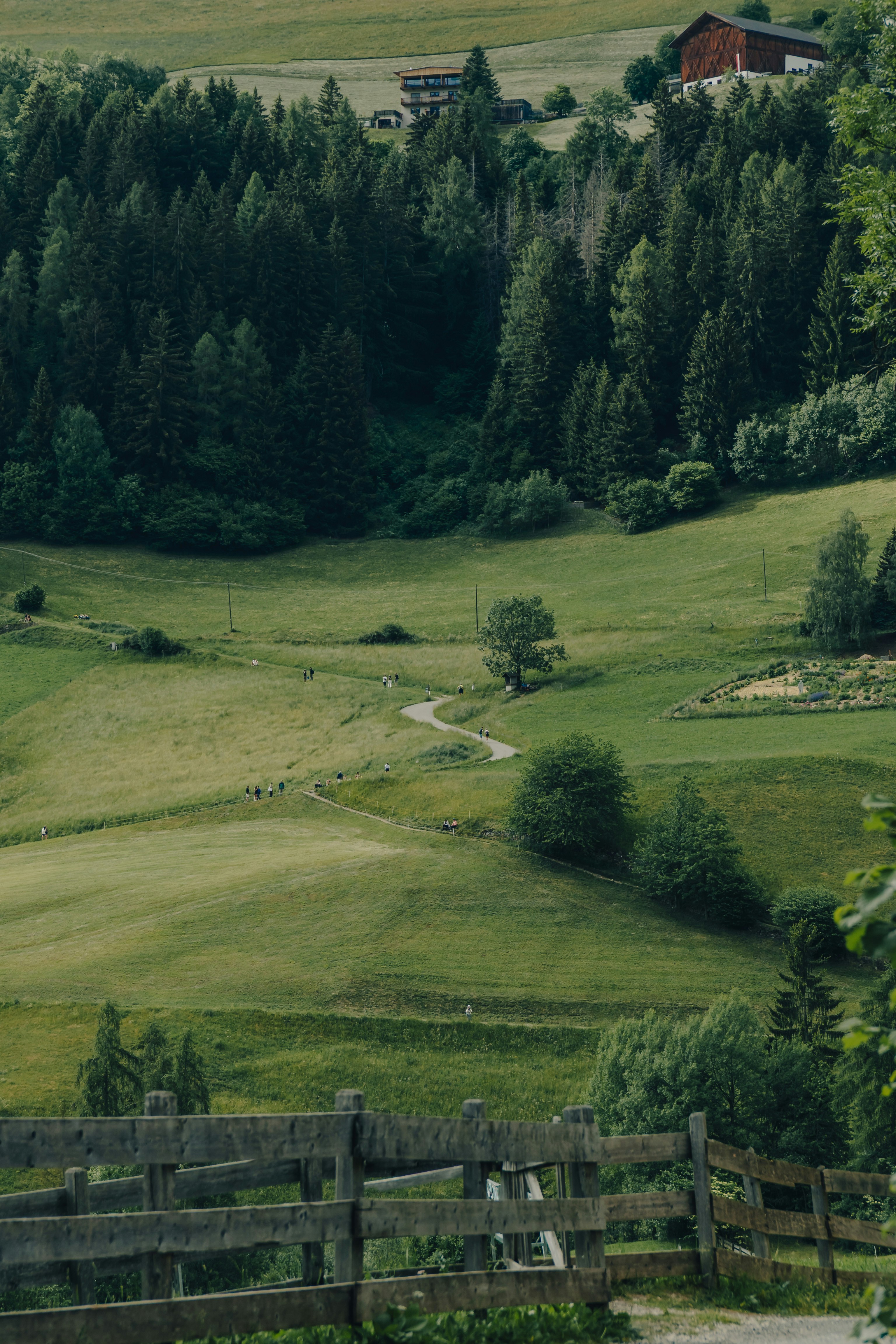 Pasture Path Weaving Through a Lush Alpine Meadow