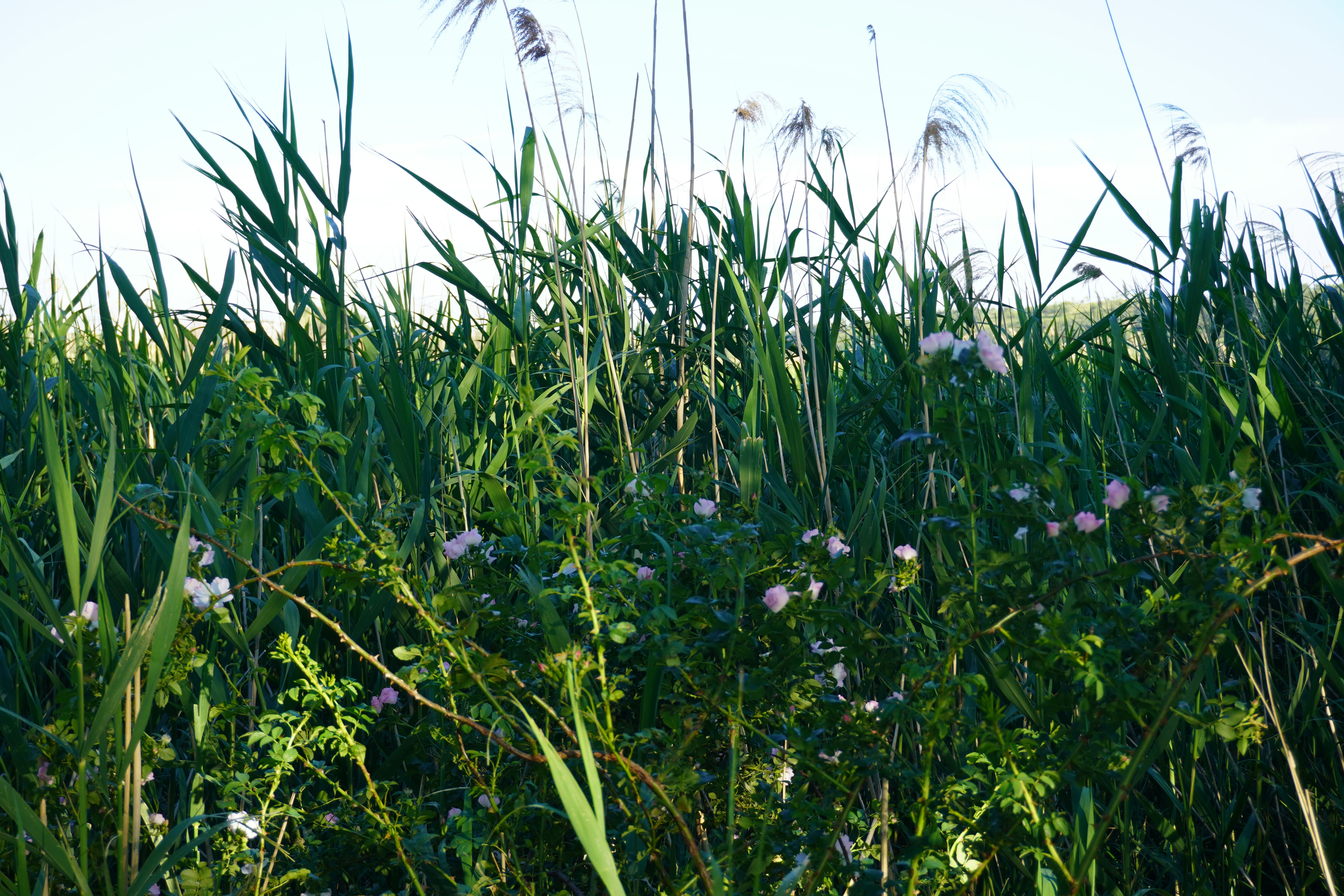 Whispers of the Field: Distant Sky Over Dense Inlet of Wildflowers