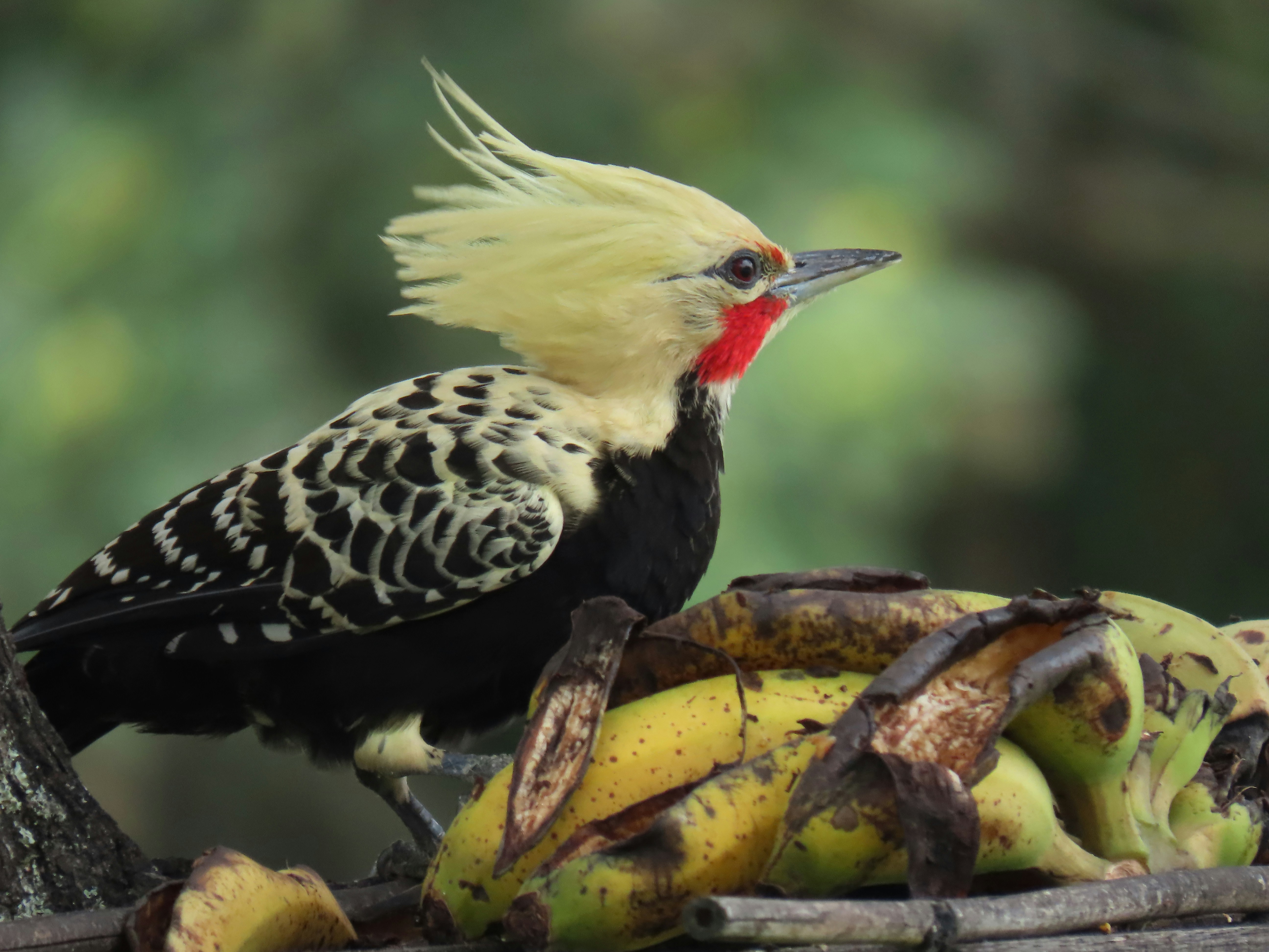 Crested Yellow-Throated Moment: Great Horned Bird on Banana Perch
