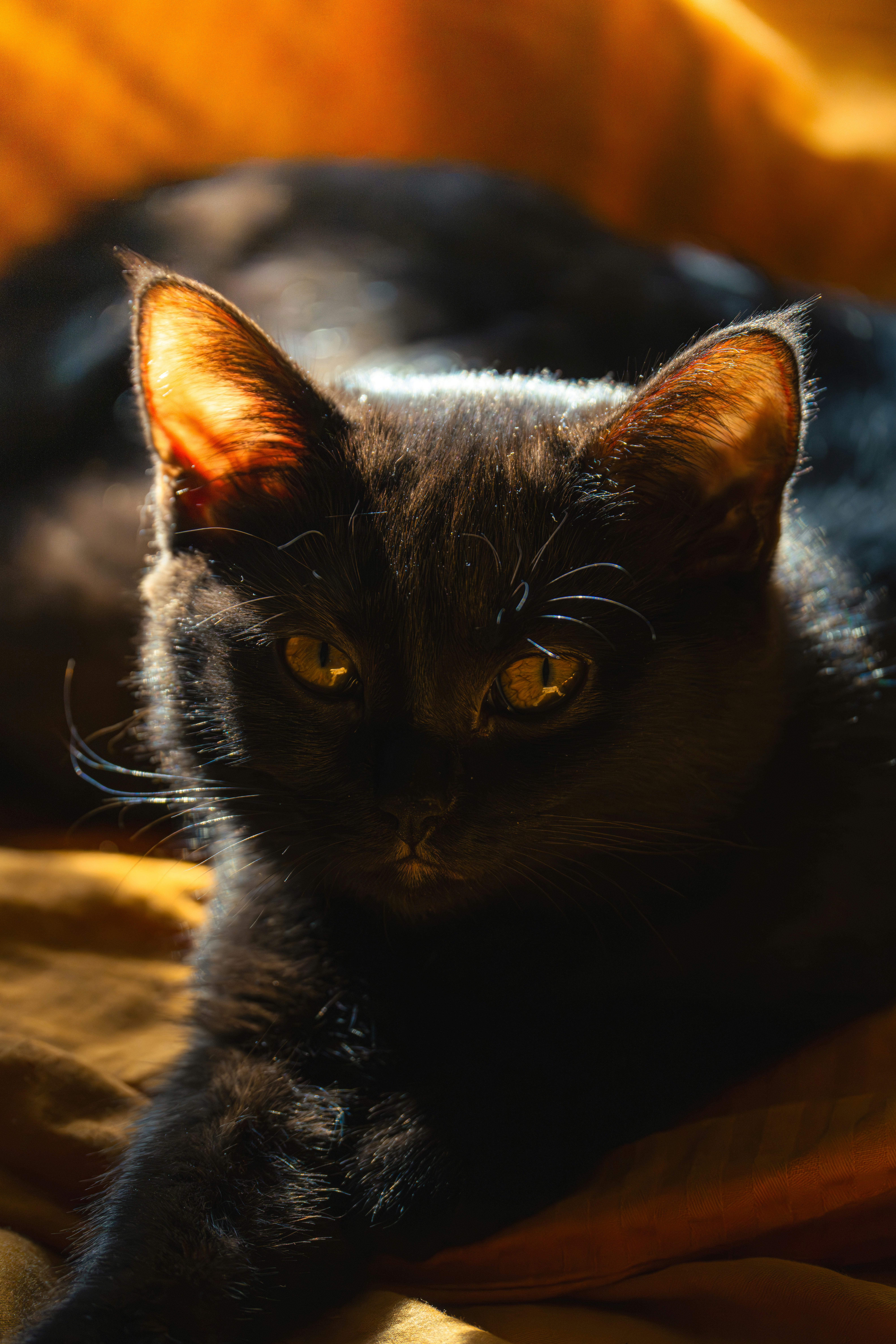 Midday Shadows: Quiet Gaze of a Velvet Black Cat