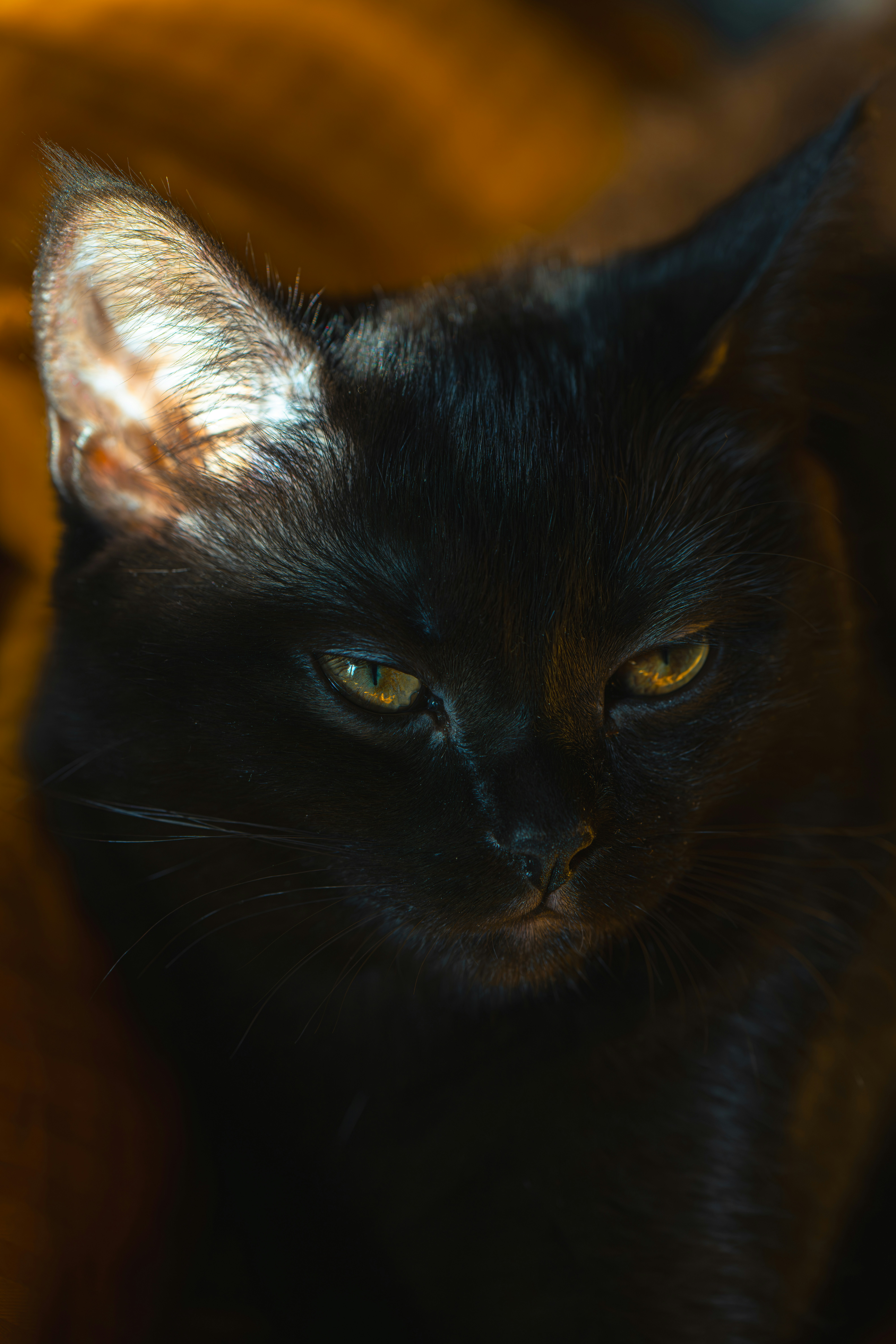 Midnight Gaze: A Velvet-Furred Cat in Quiet Light