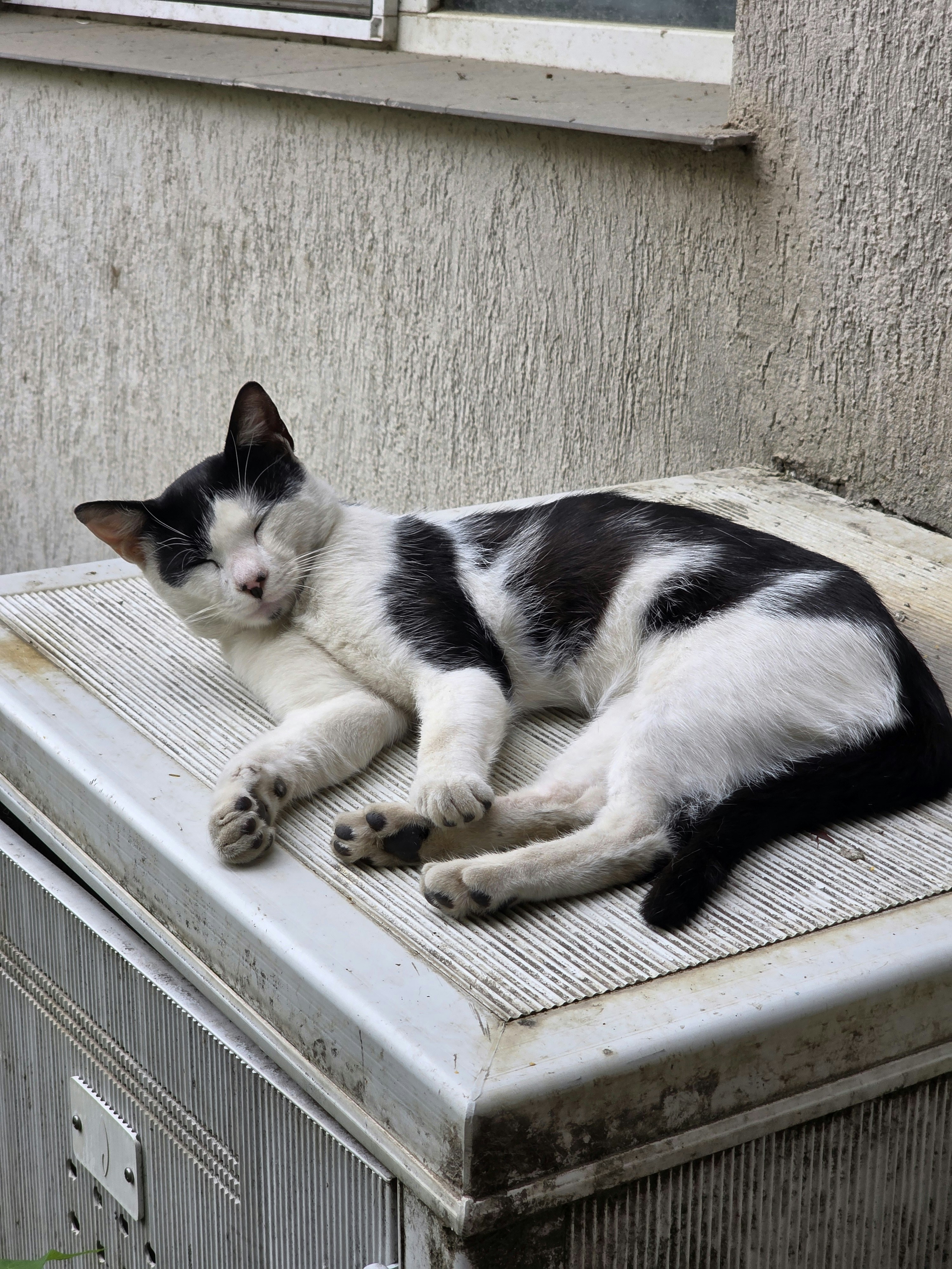Sunbathing on Metal Corrugation: A Black-and-White Cat at Rest
