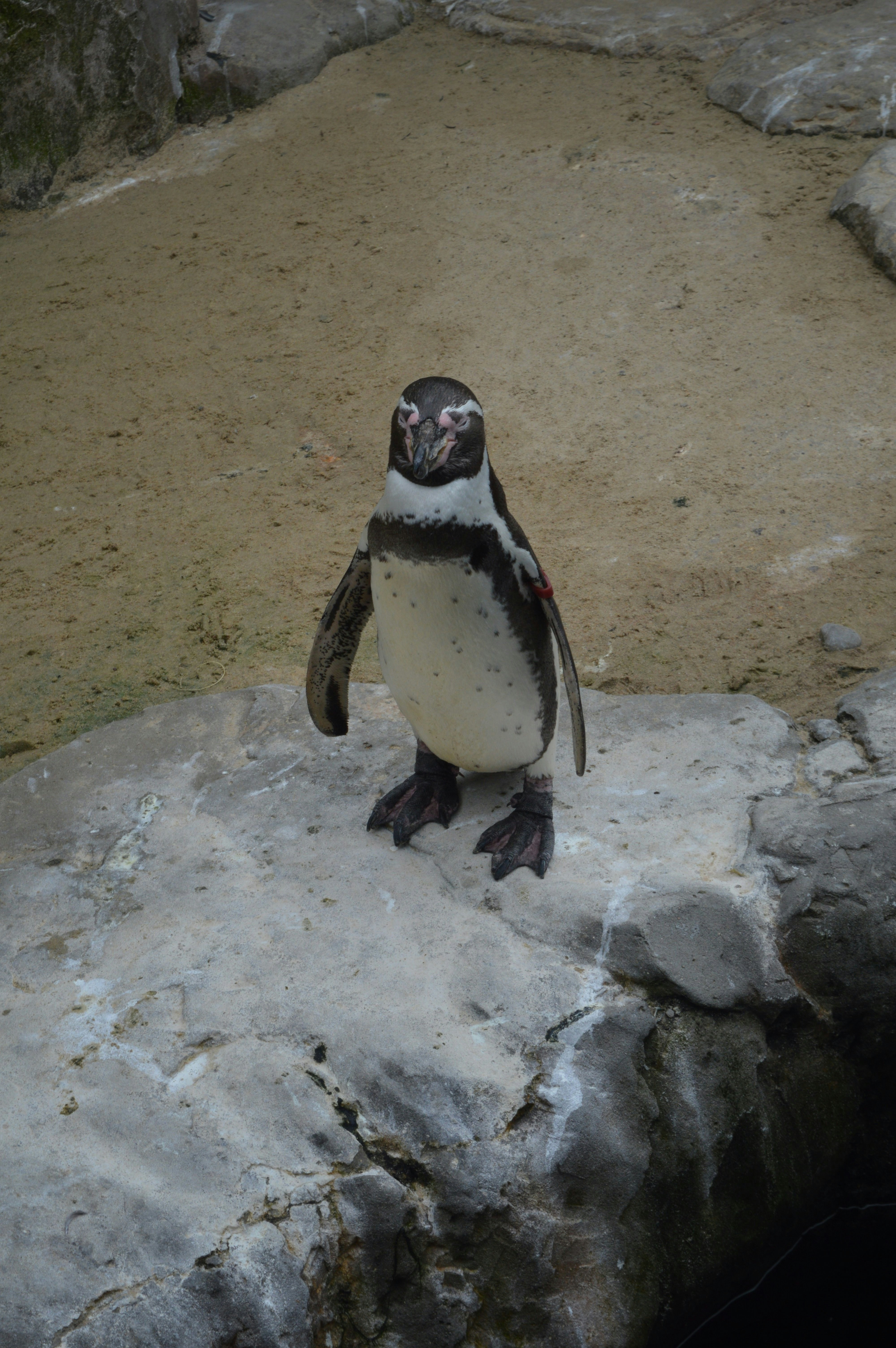 Penguin Stand at the Edge: A Stony Welcome