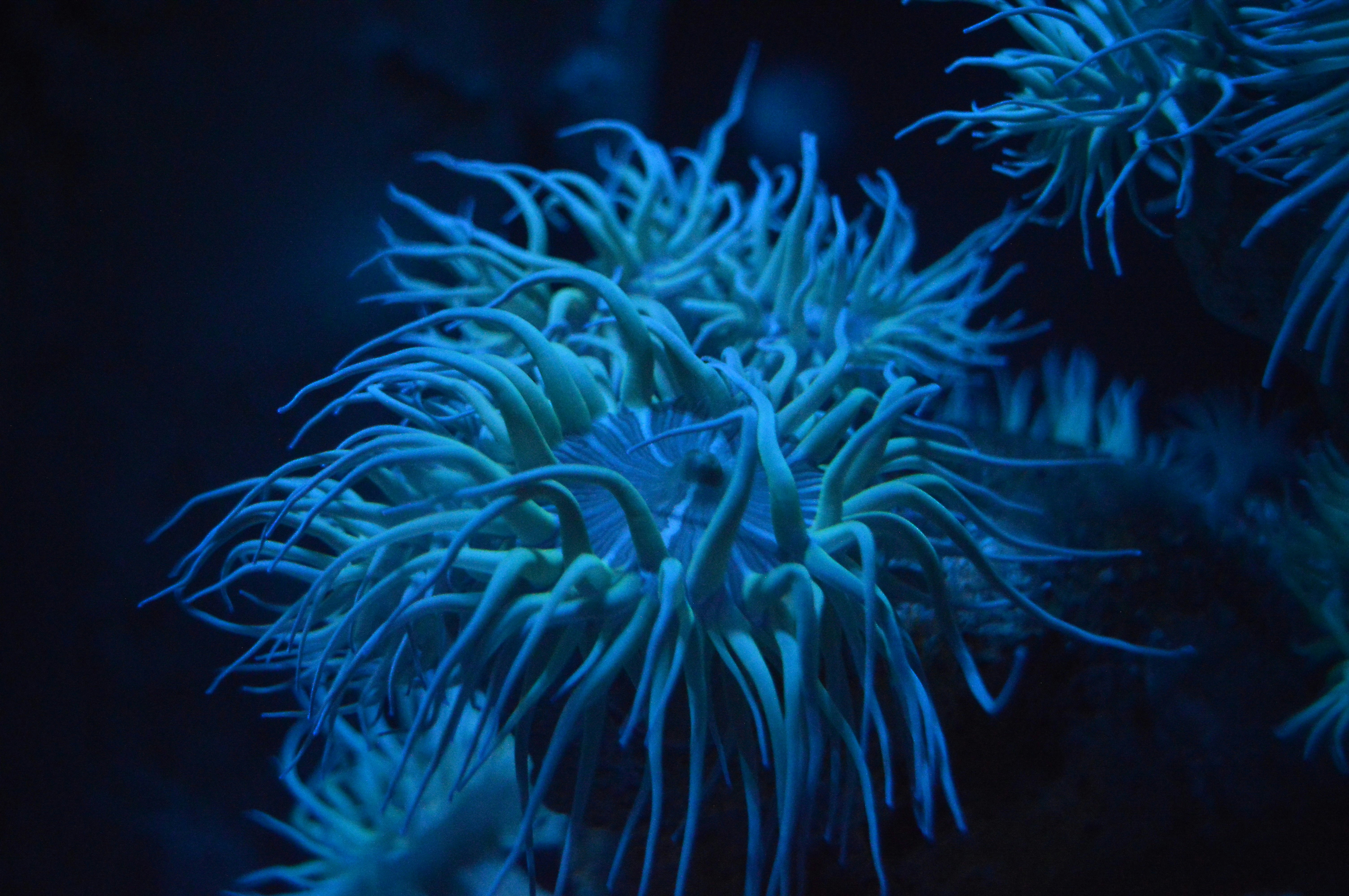 Blue-tentacled anemone drift in blue twilight