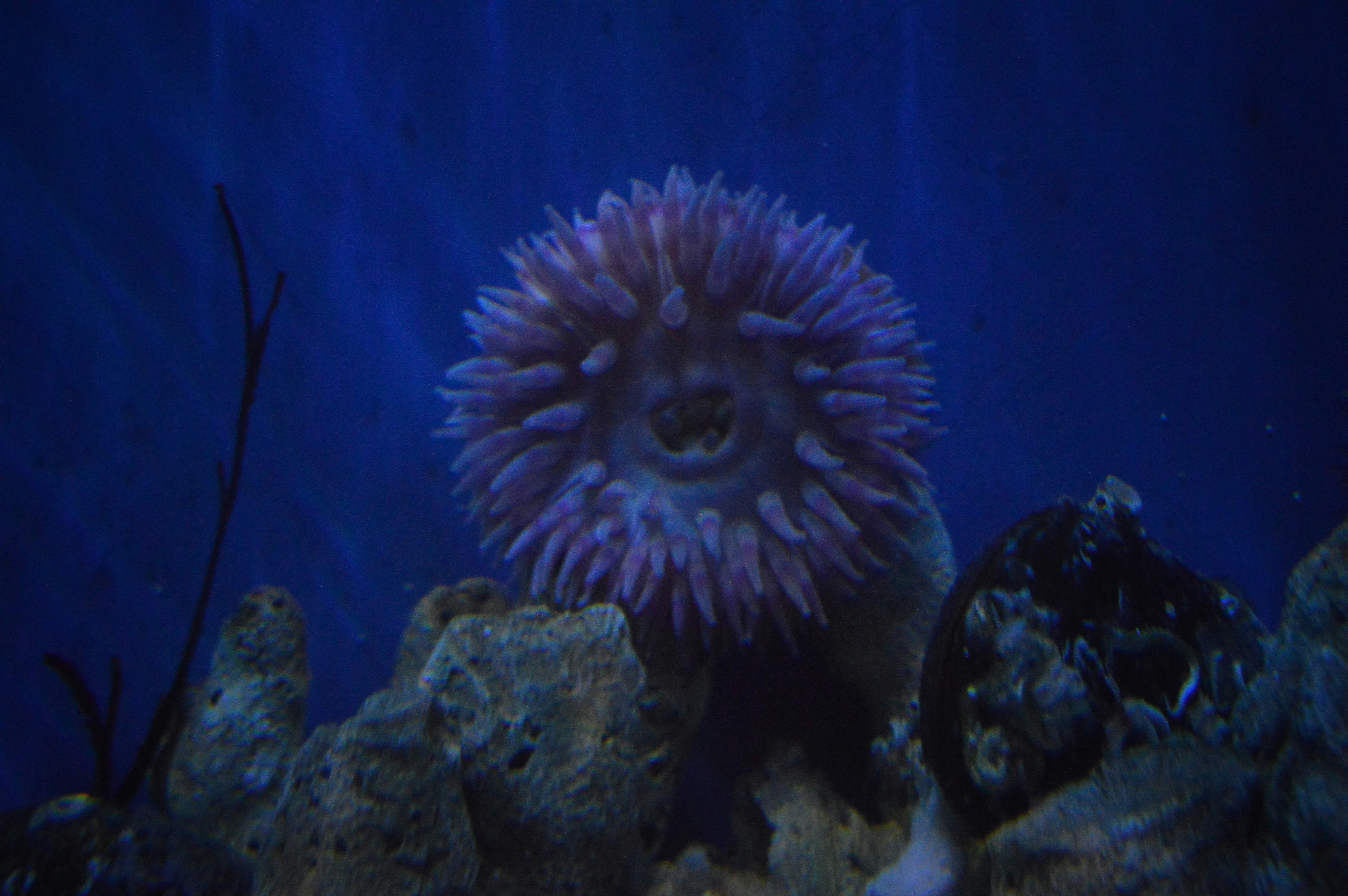 A Gentle Bloom in the Blue Abyss