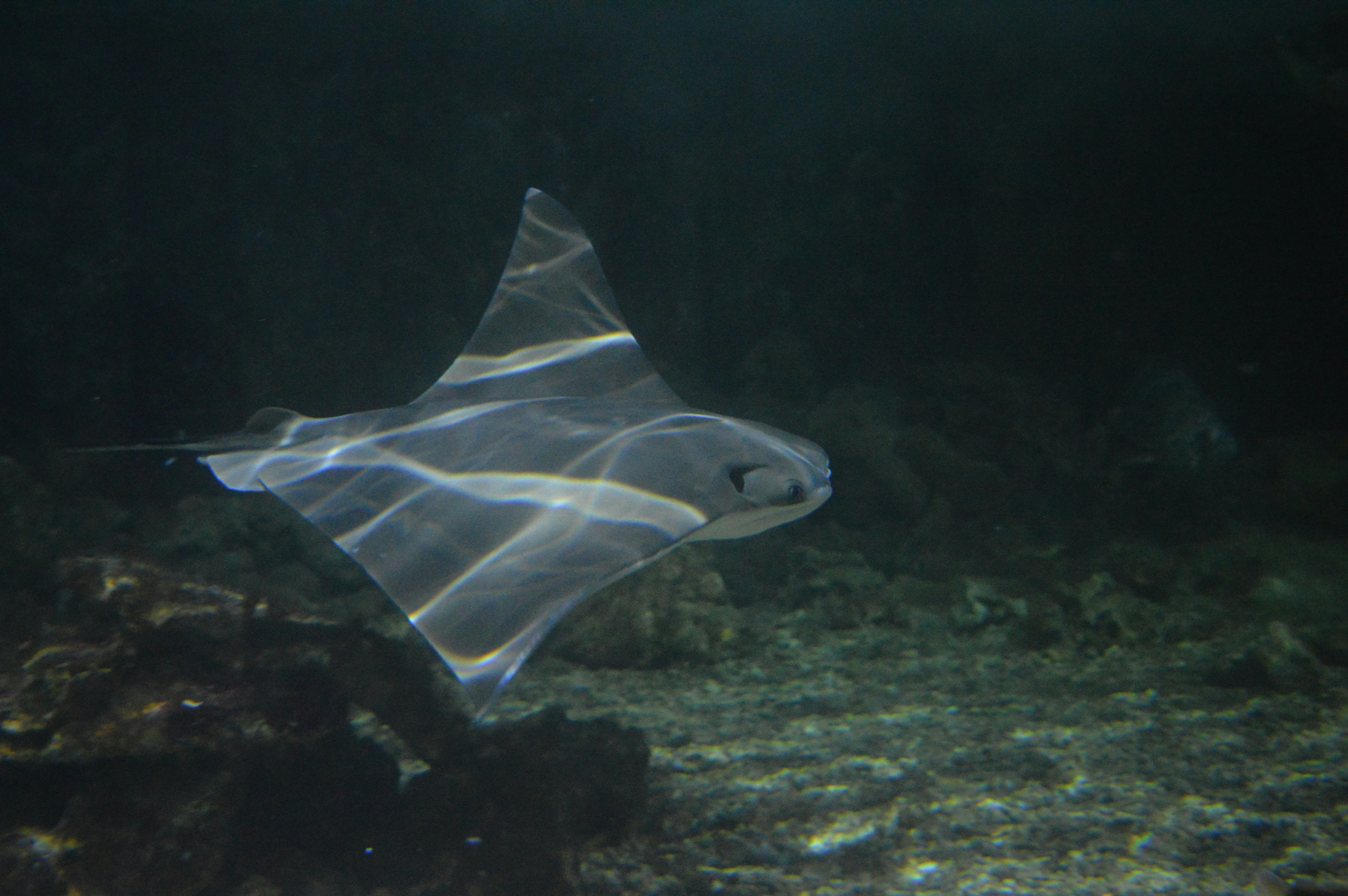 Luminous Glide: A Manta Ray Silhouette in Reef-Filtered Blue