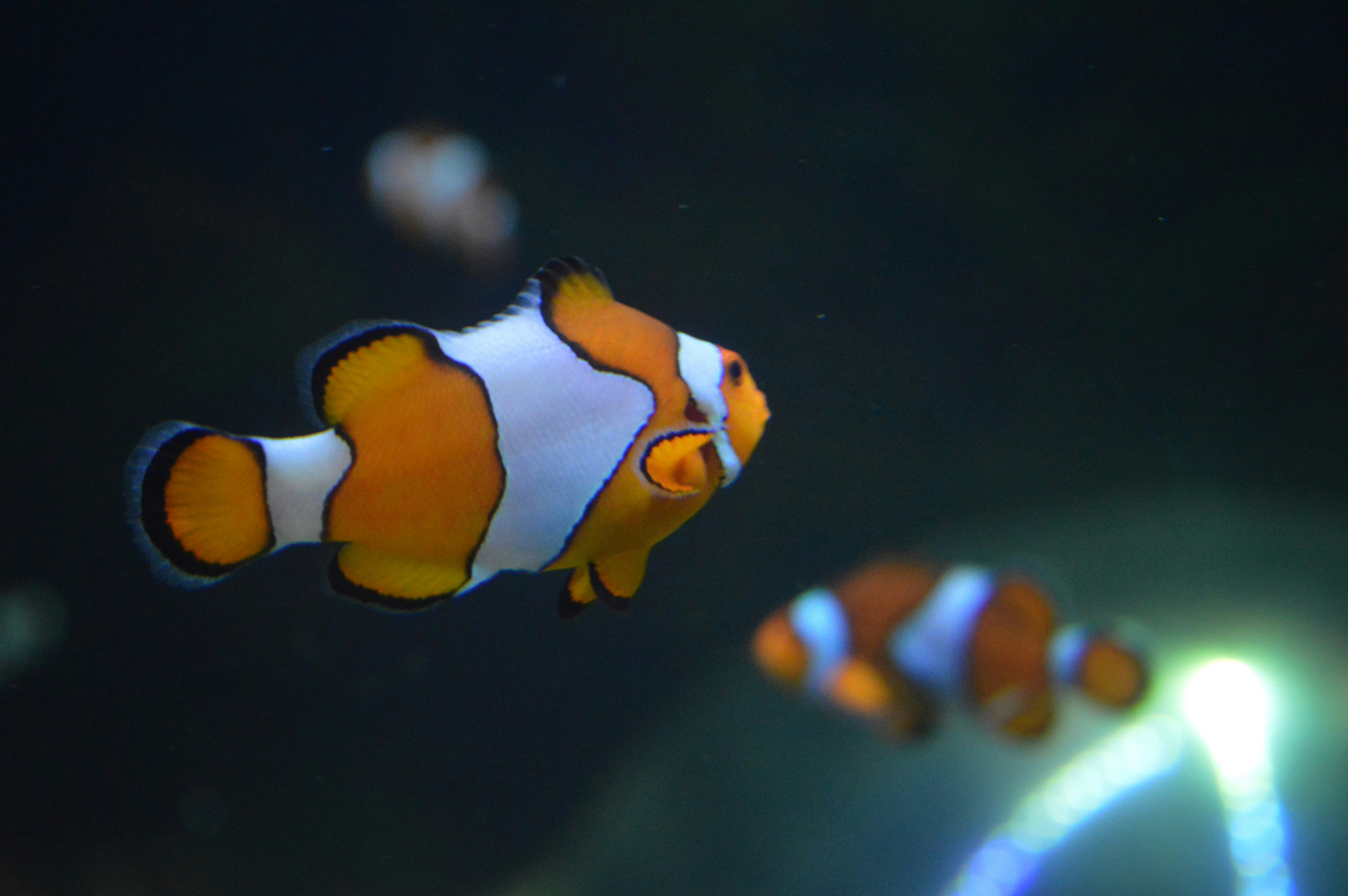 Amber and White Seeker: A Clownfish Glide Through Coral Night