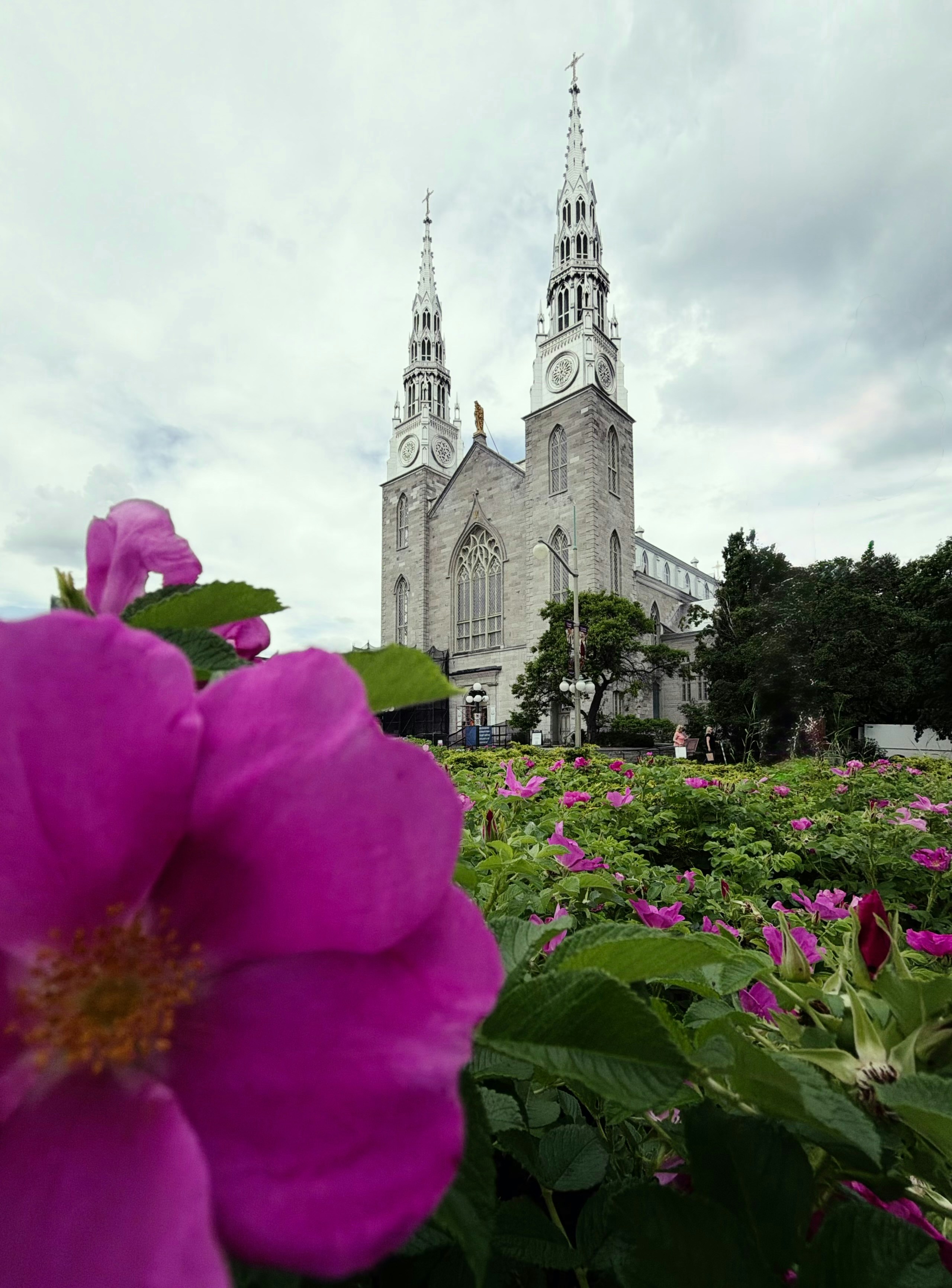 Vibrant Blooms Frame a Gothic Cathedral