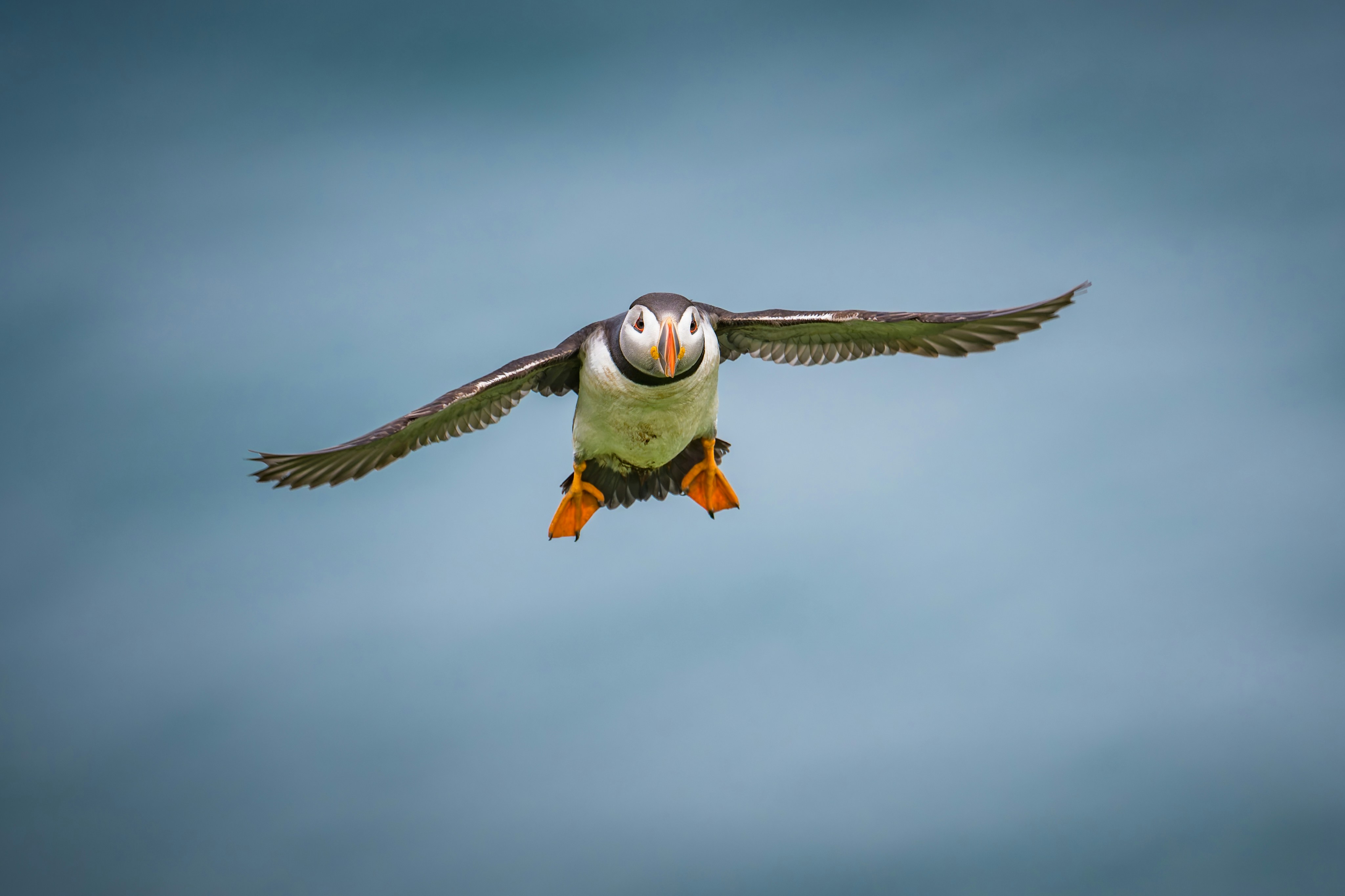 Midflight Puffin: Eyeing the Horizon