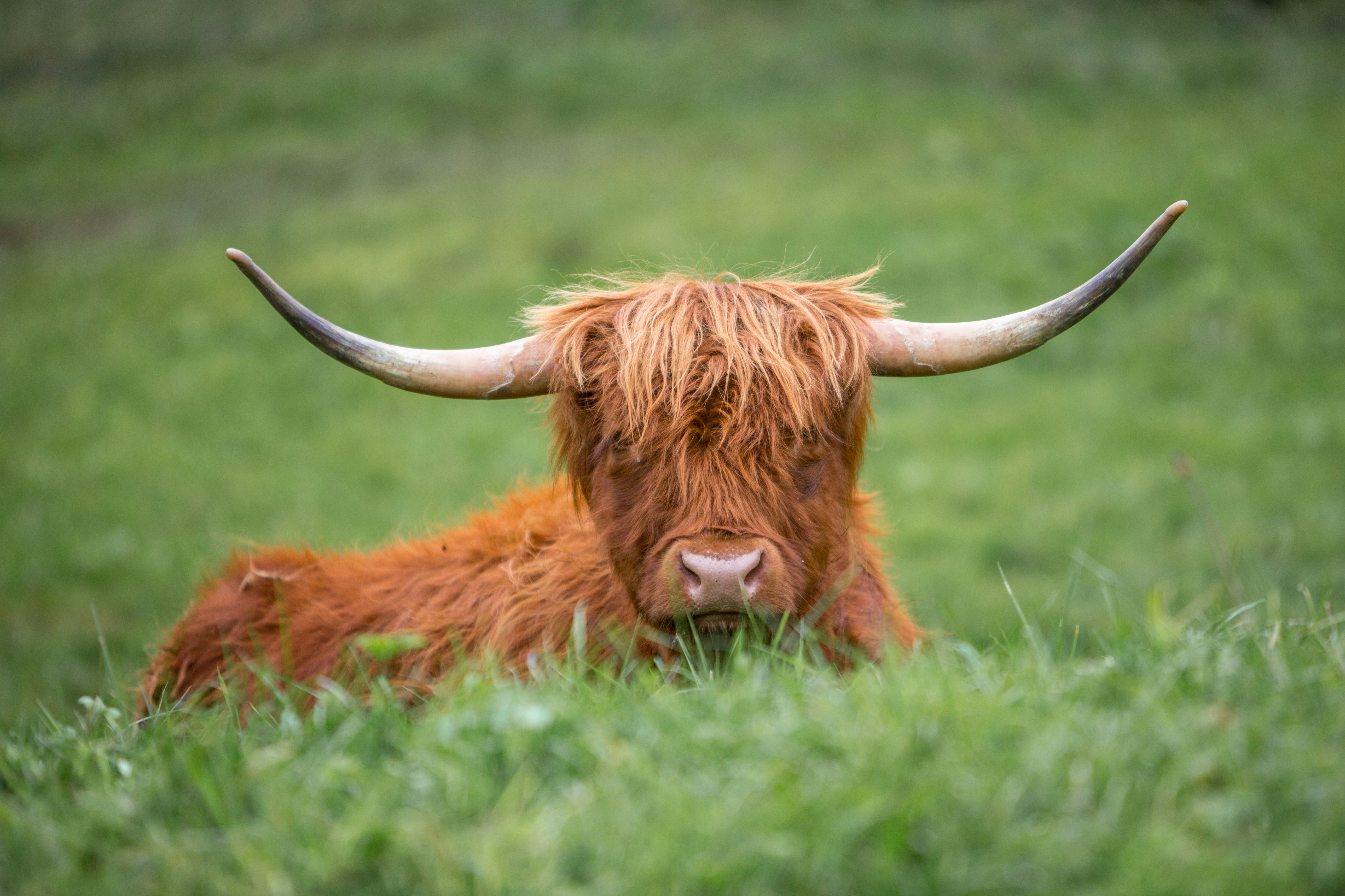 Sunlit Highlander: A Highland Cow Amid Verdant Grasses