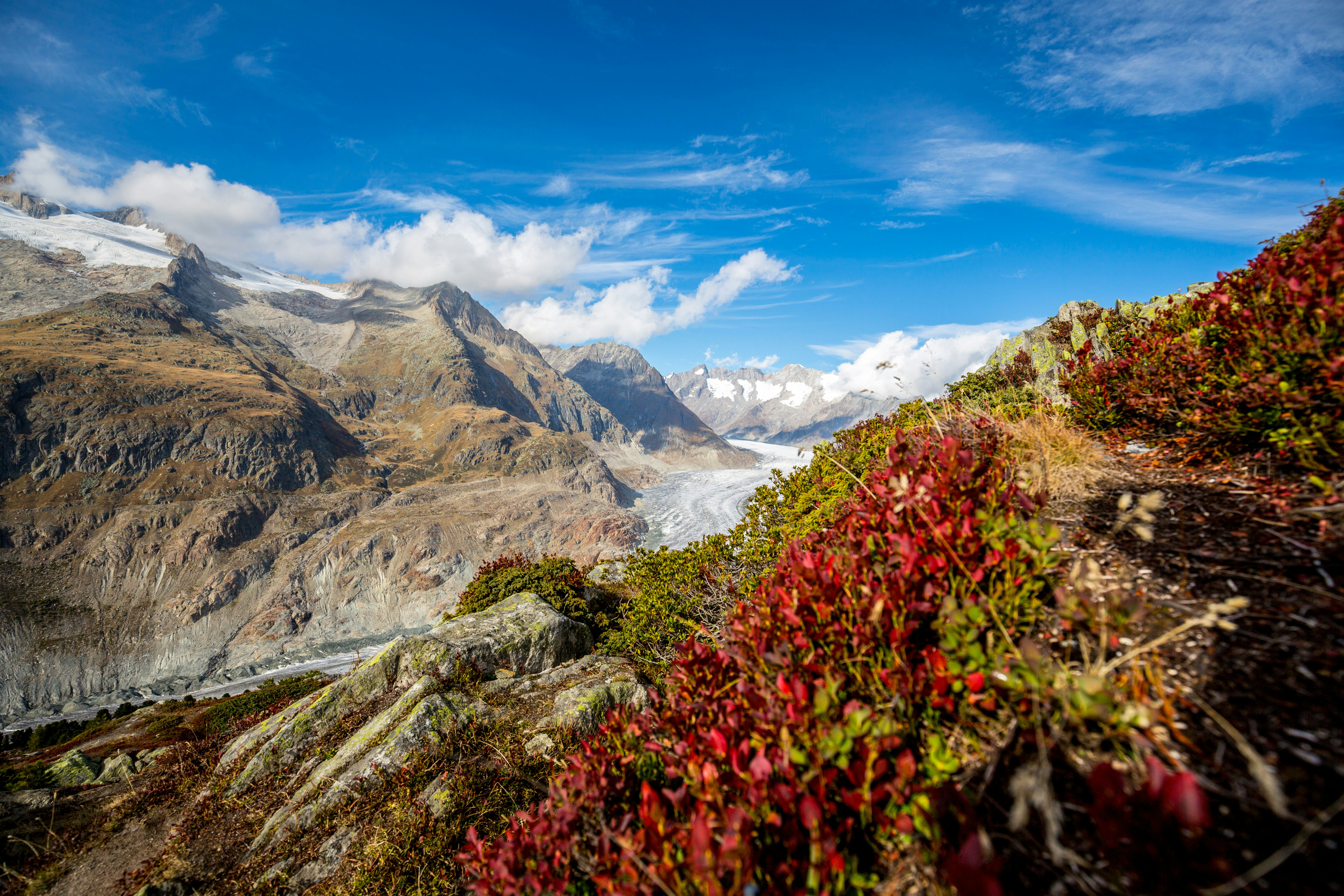 Alpine Edge: Crimson Low-lying Shrubs Framing a Glacier Beyond the Ridge