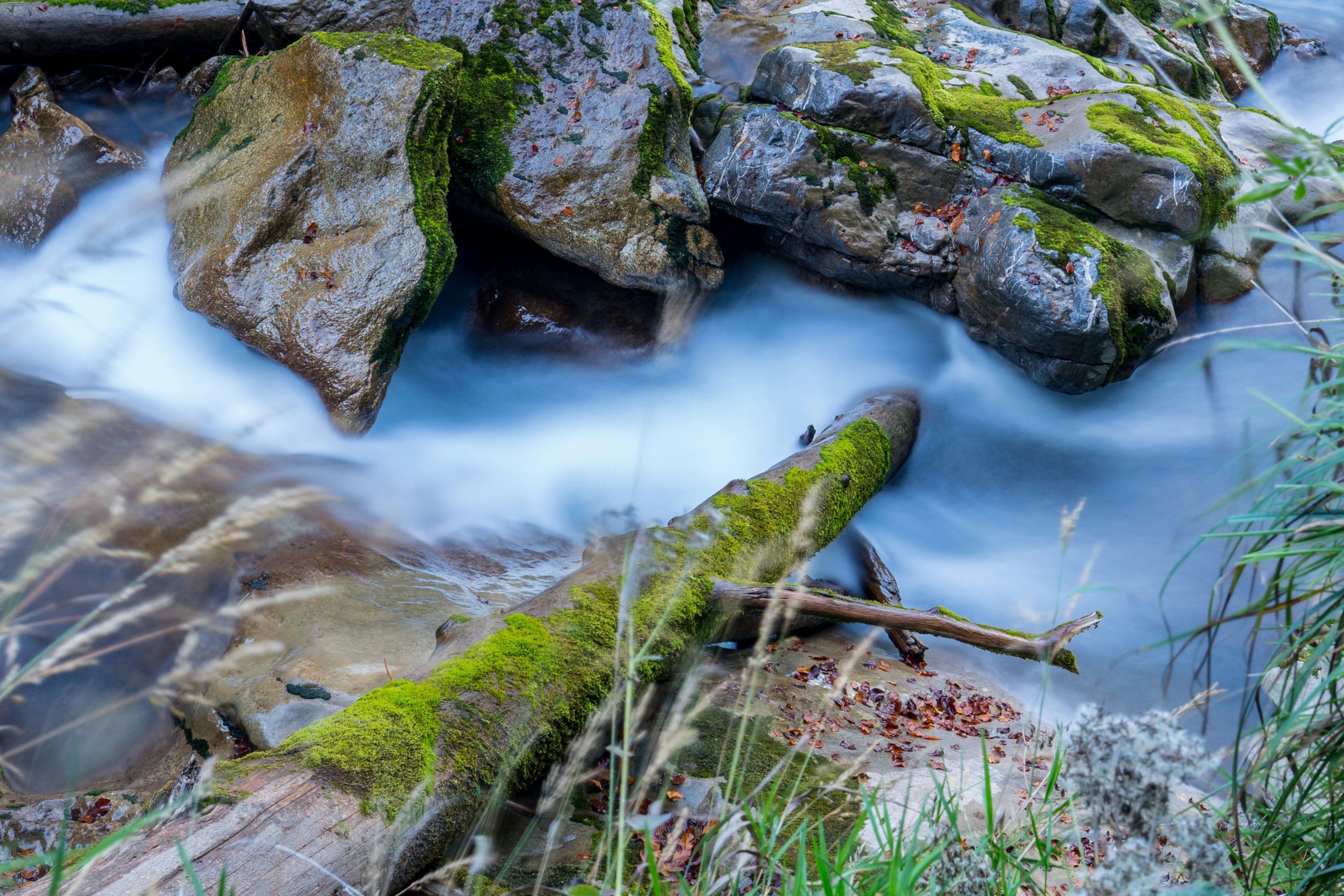 Whispers of Moss Across a Moonlit Creek