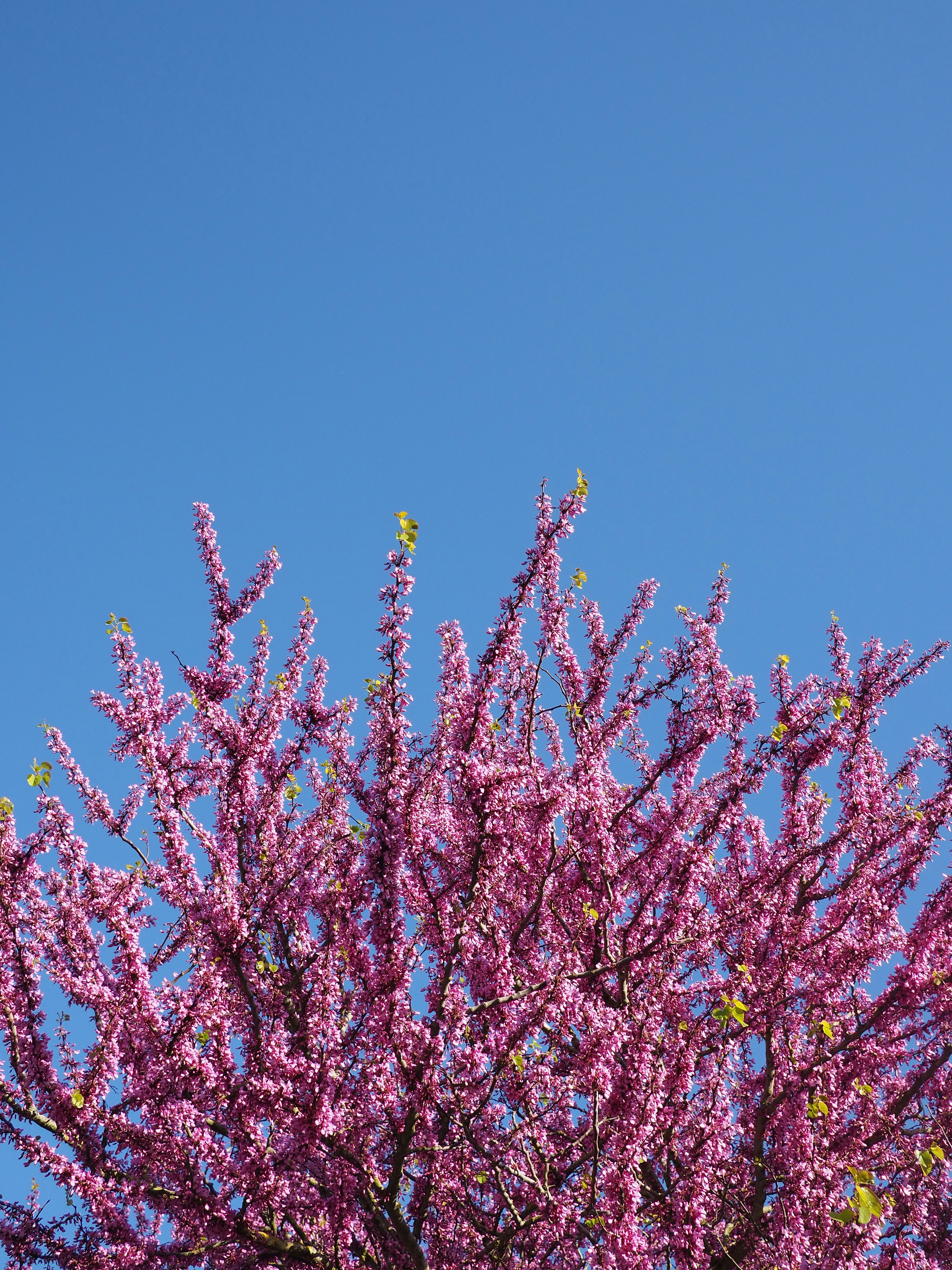 Pink Blossom Crowned Branches Reaching Toward a Clear Blue Sky