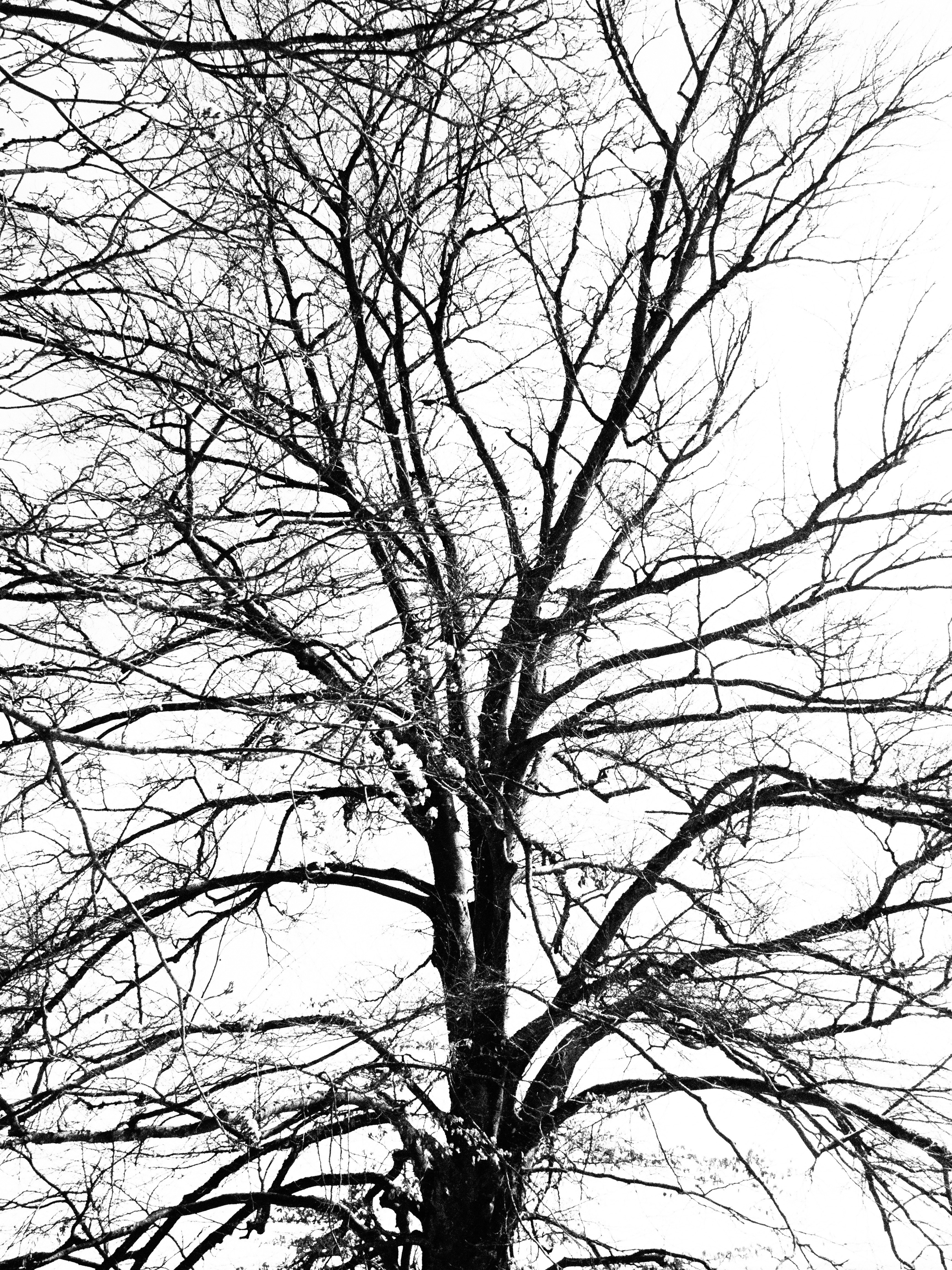 Bare Branches Against Sky: The Tree’s Intricate Web
