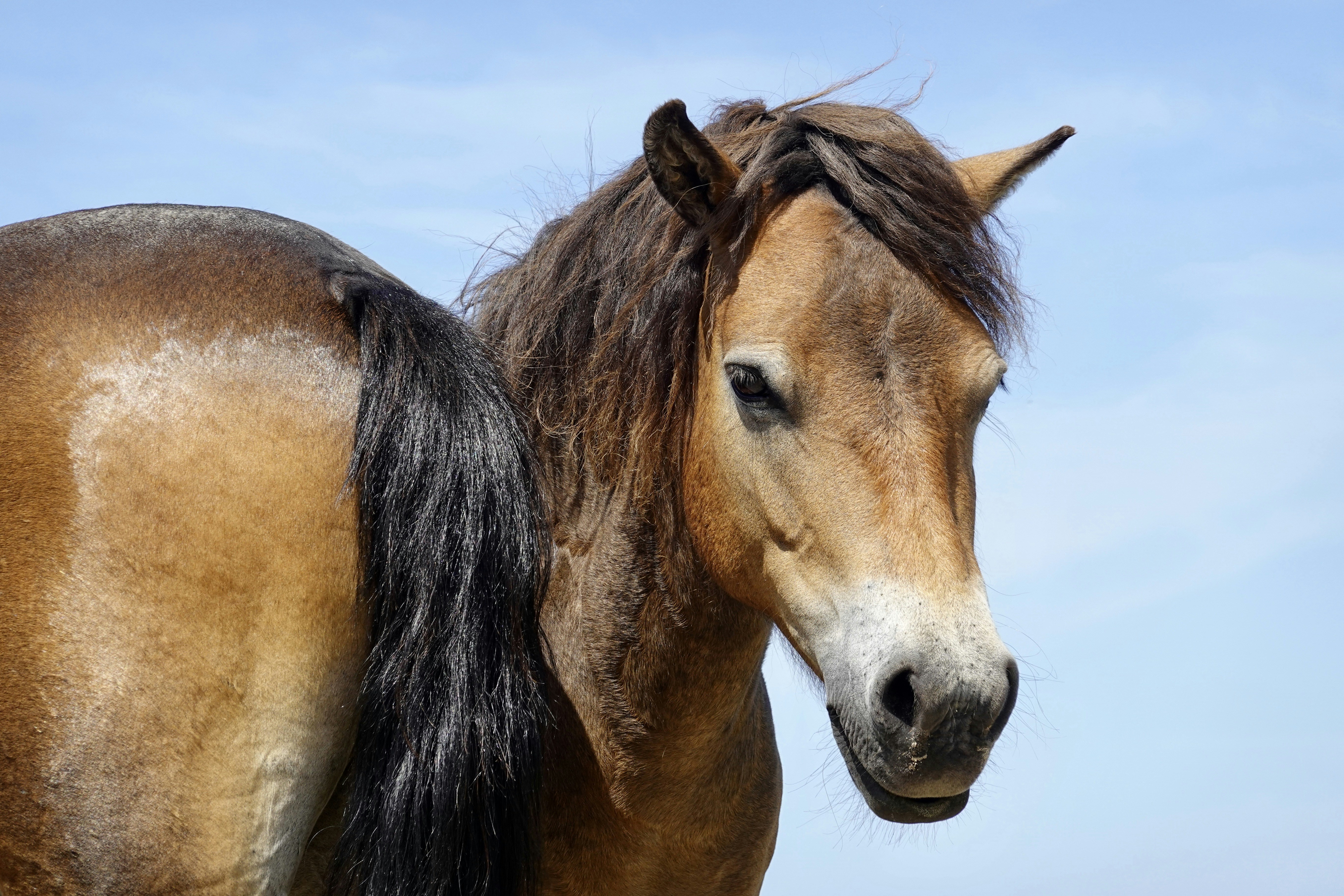 Close-up of a calm horse turning its head against a clear blue sky
