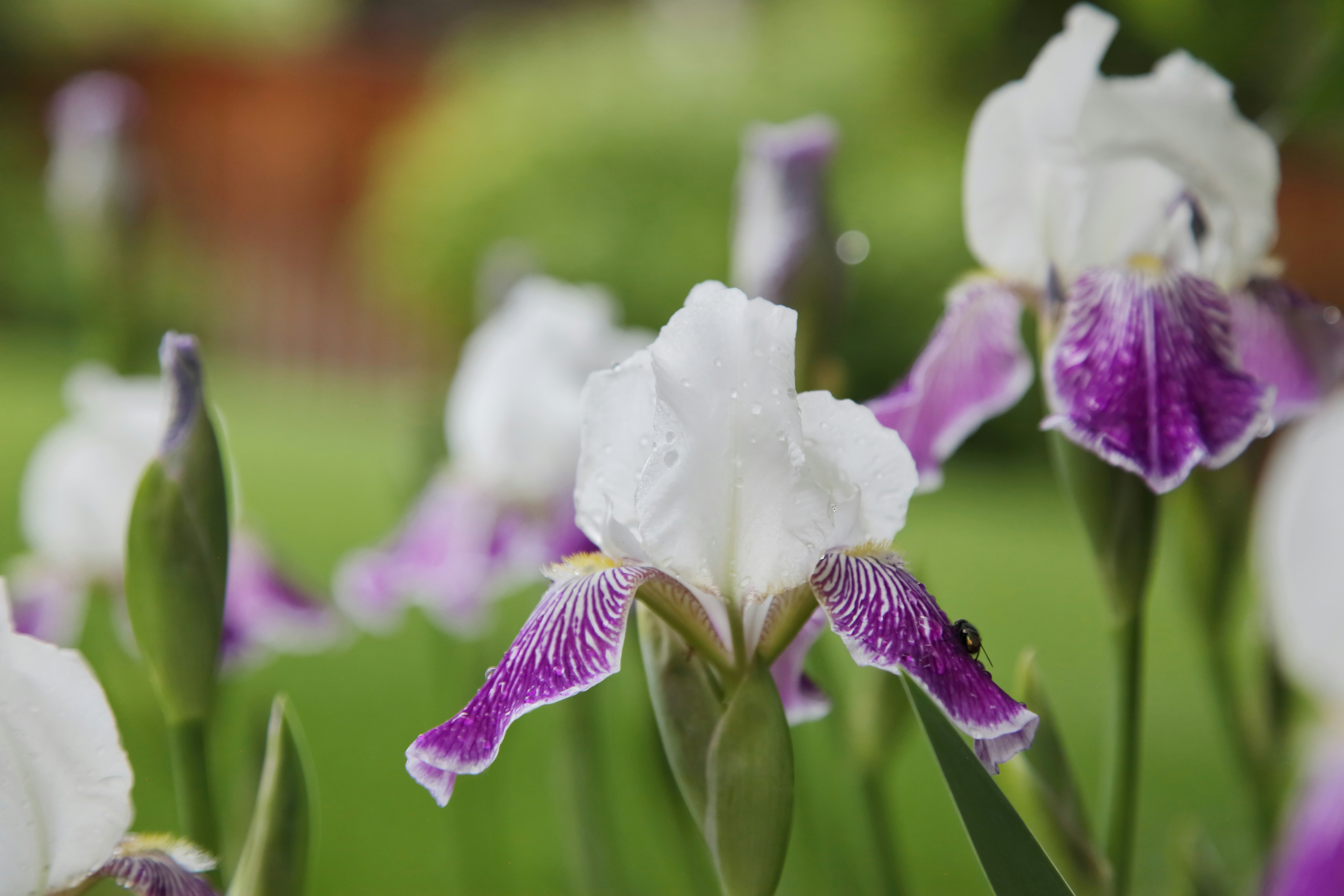 White Iris in a Velvet Meadow Window