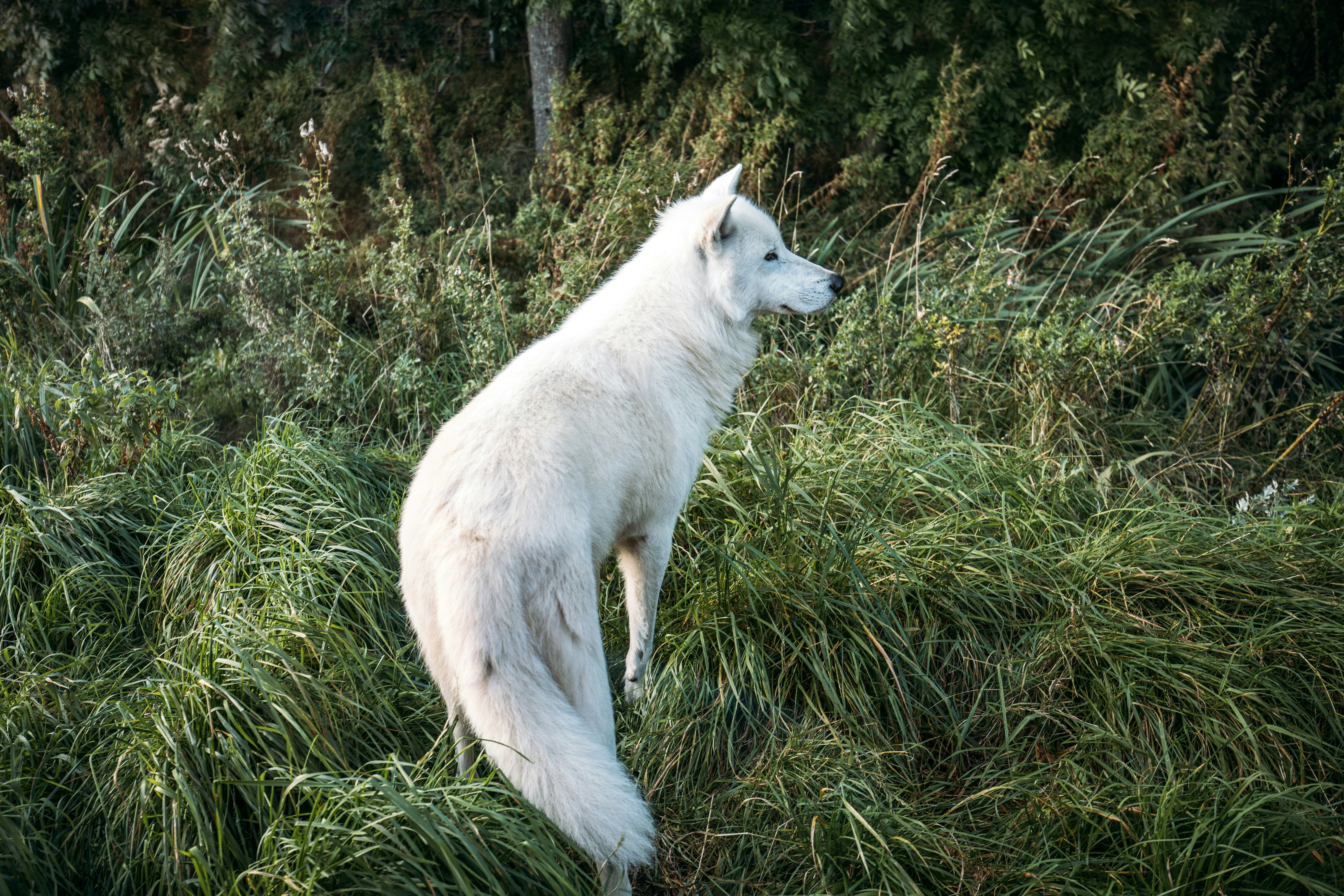 Silent White Sentinel among Golden Grasses