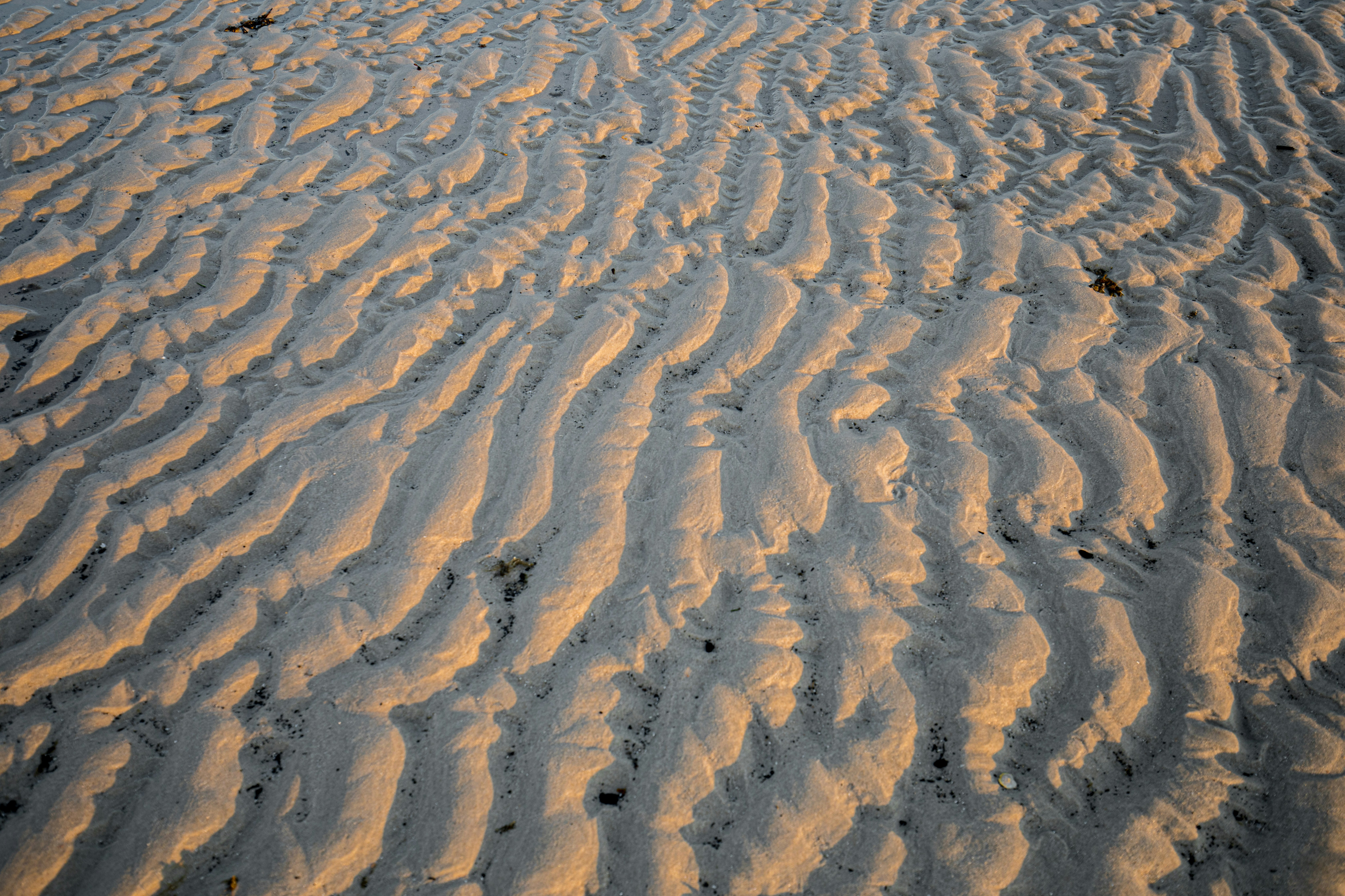 Wind-sculpted Sand Ridges under Golden Light