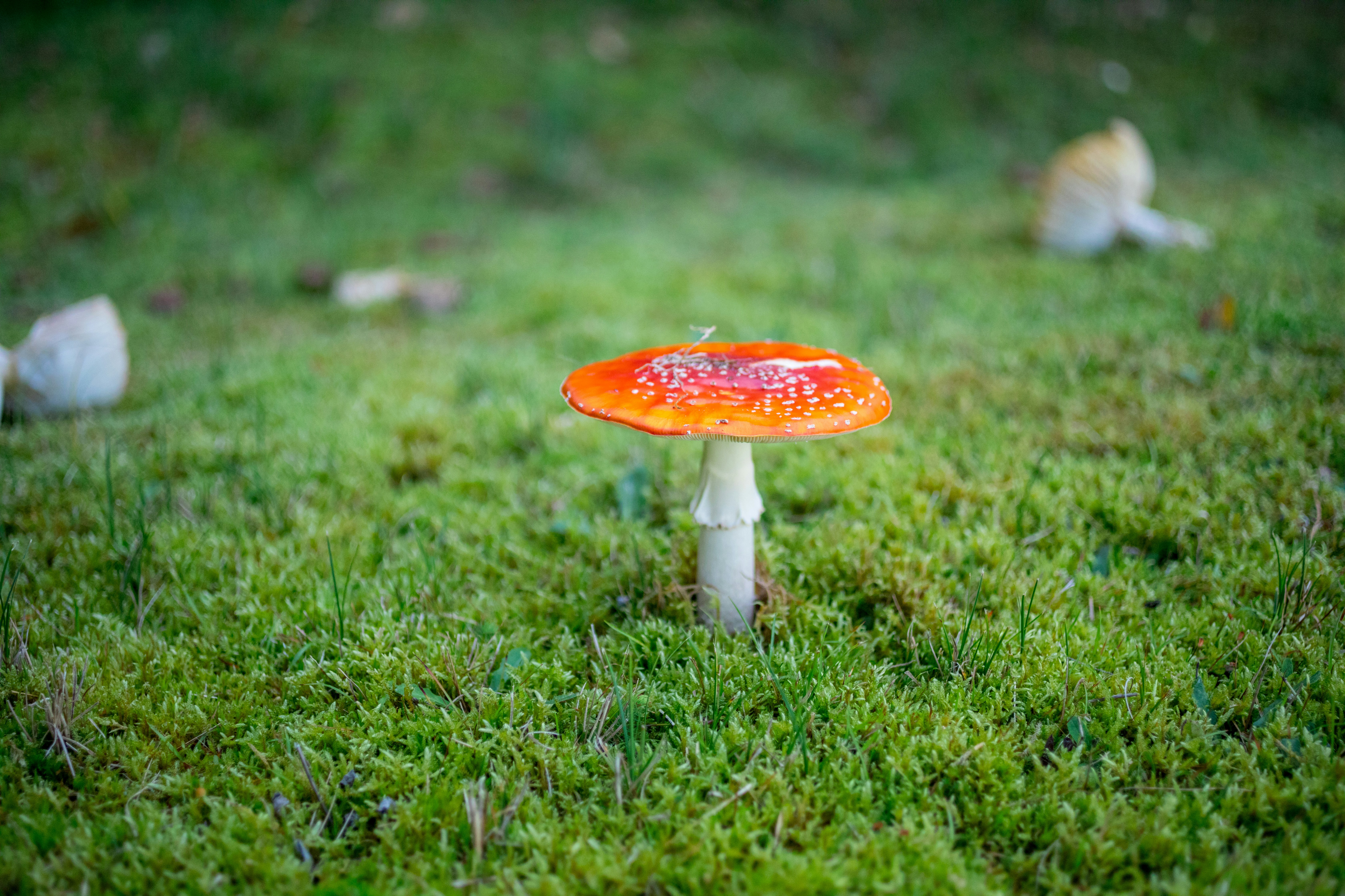 Scarlet Cap in a Velvet Green Clearing