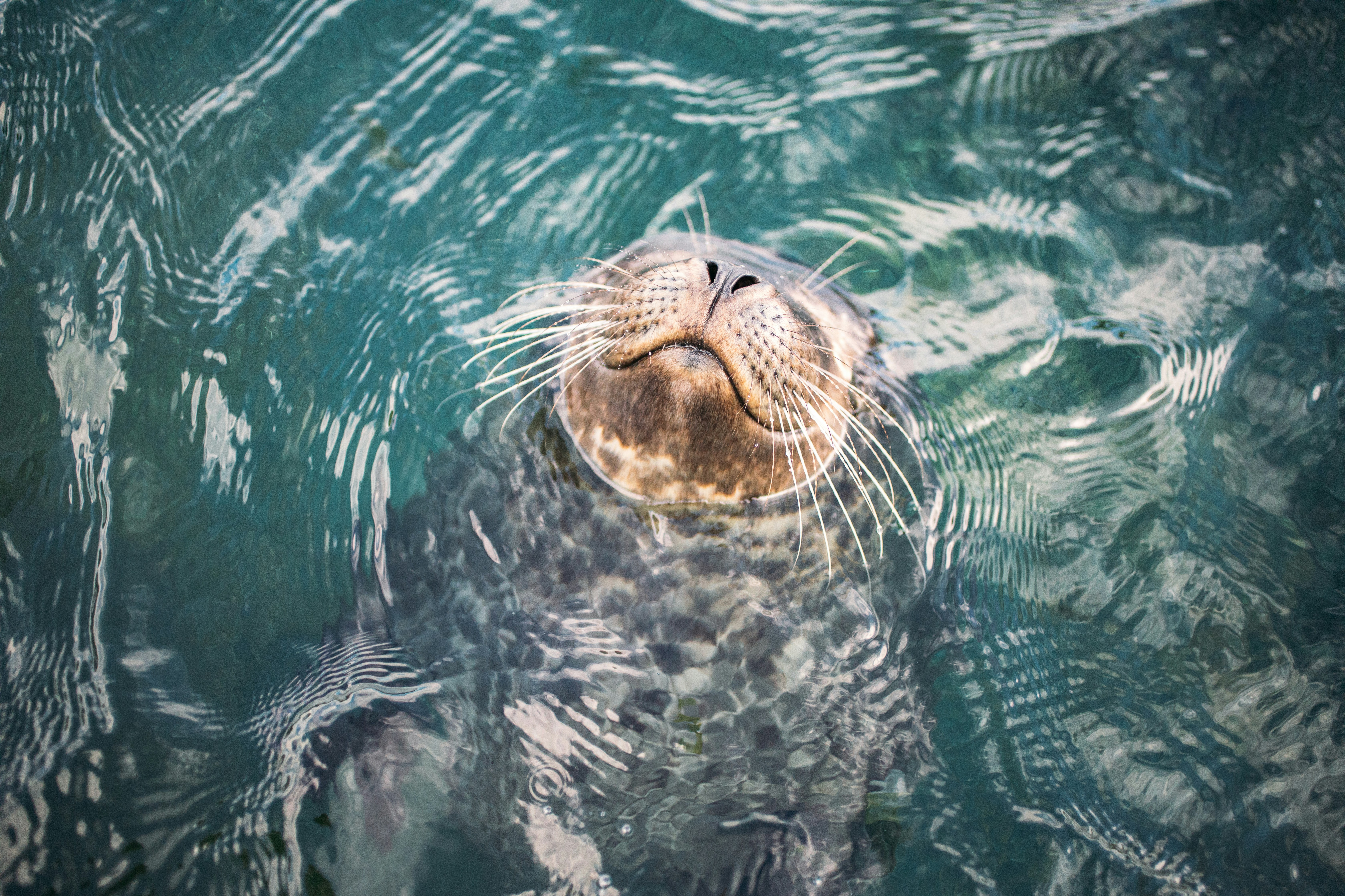Curled in Quiet Depths: A Seal's Gentle Emergence from Turquoise Swell