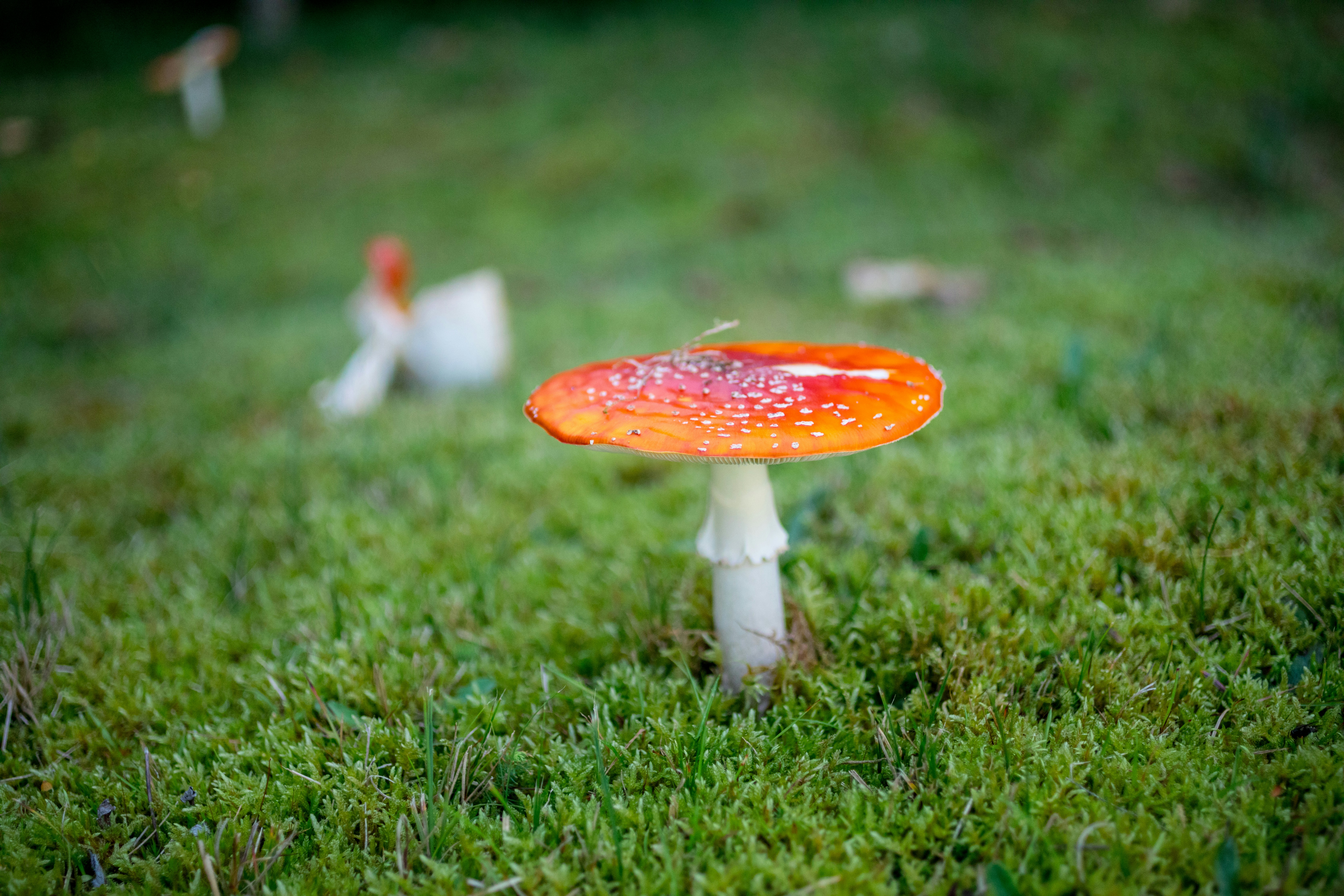 Mushroom Sentinel: A Scarlet Cap Among Quiet Moss