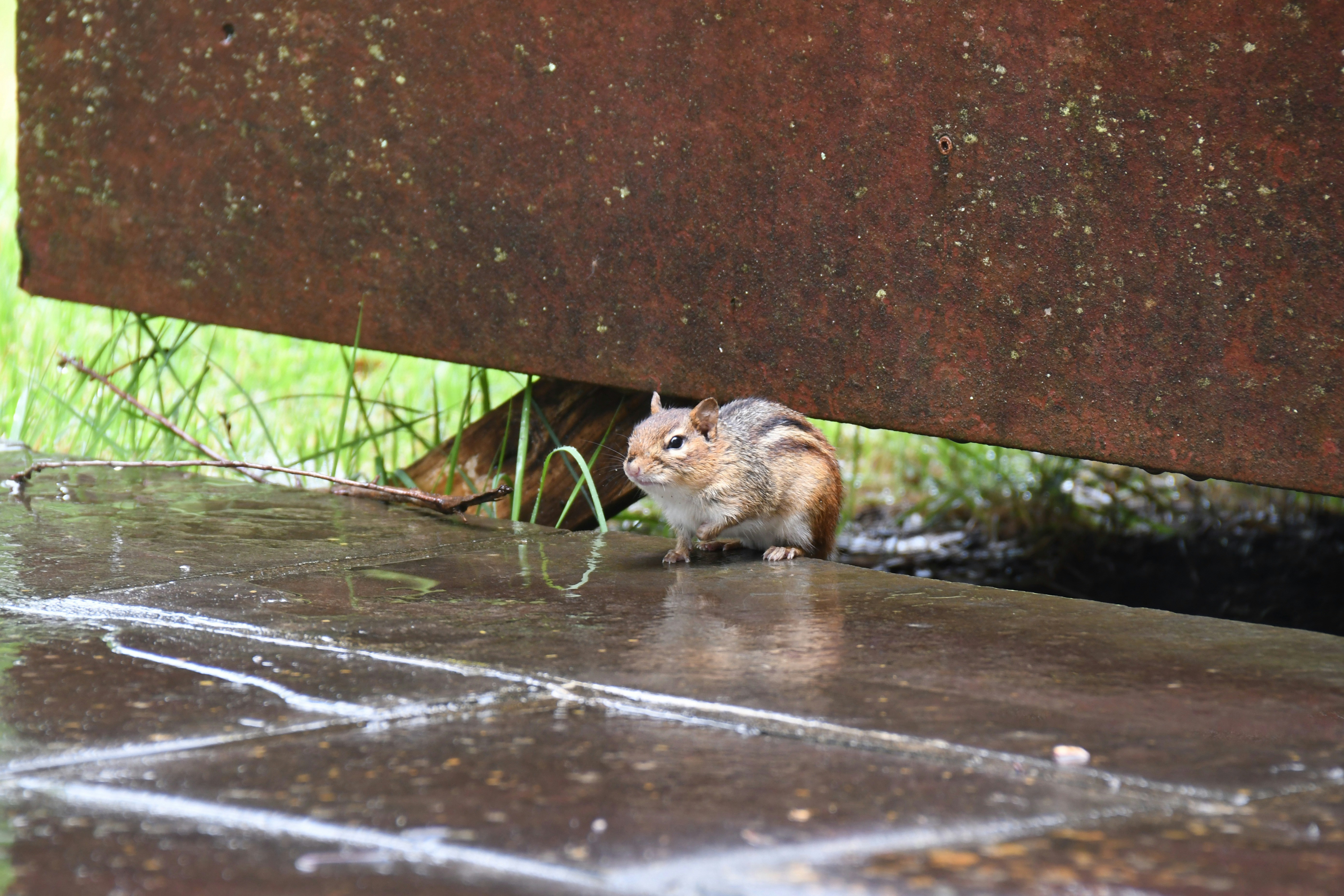 Chipmunk at the Edge: A Moment Under a Rusted Overhang