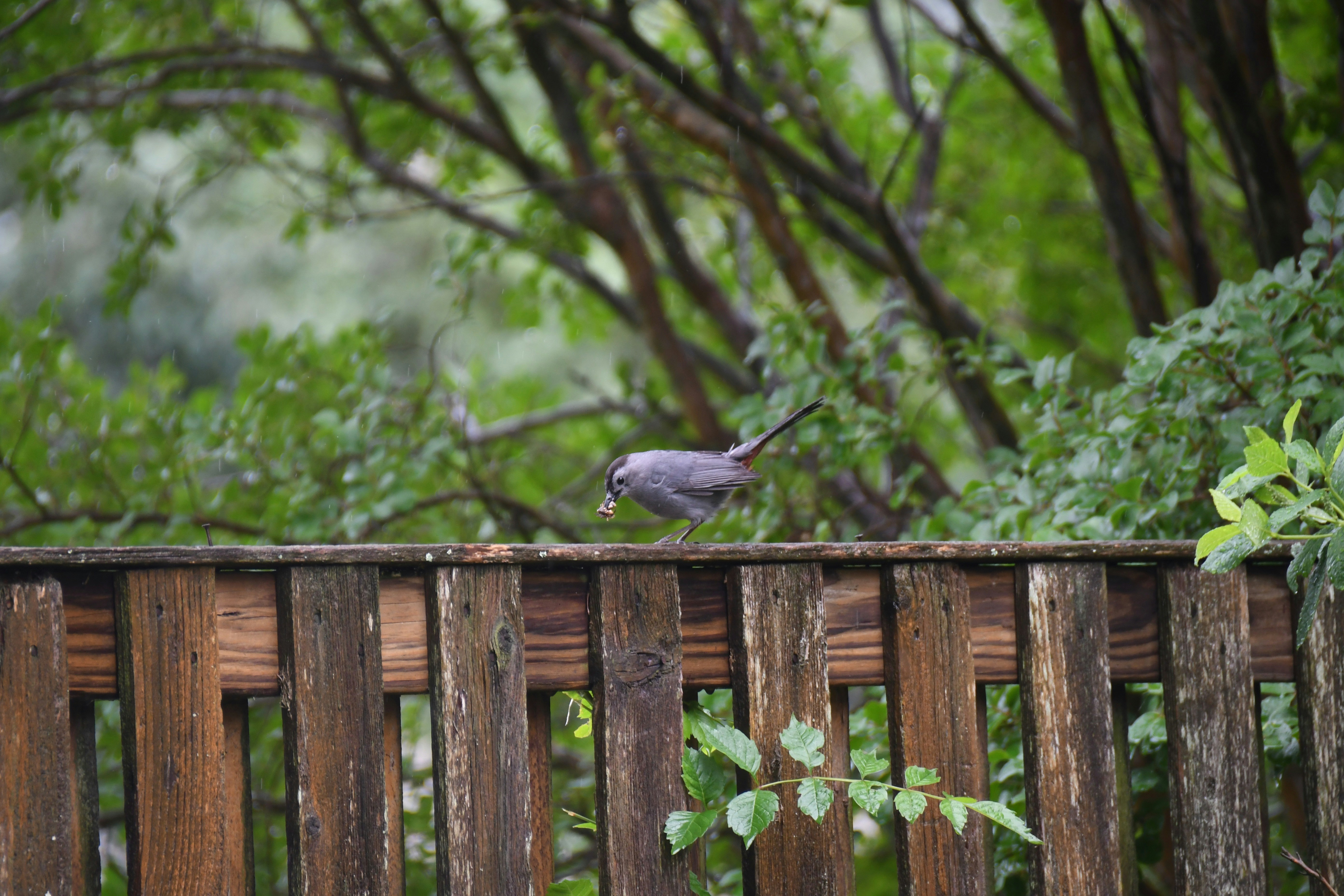 Small bird perched on a weathered wooden fence with green foliage in the background. A calm, natural street-side scene emphasizing texture and subtle motion.
