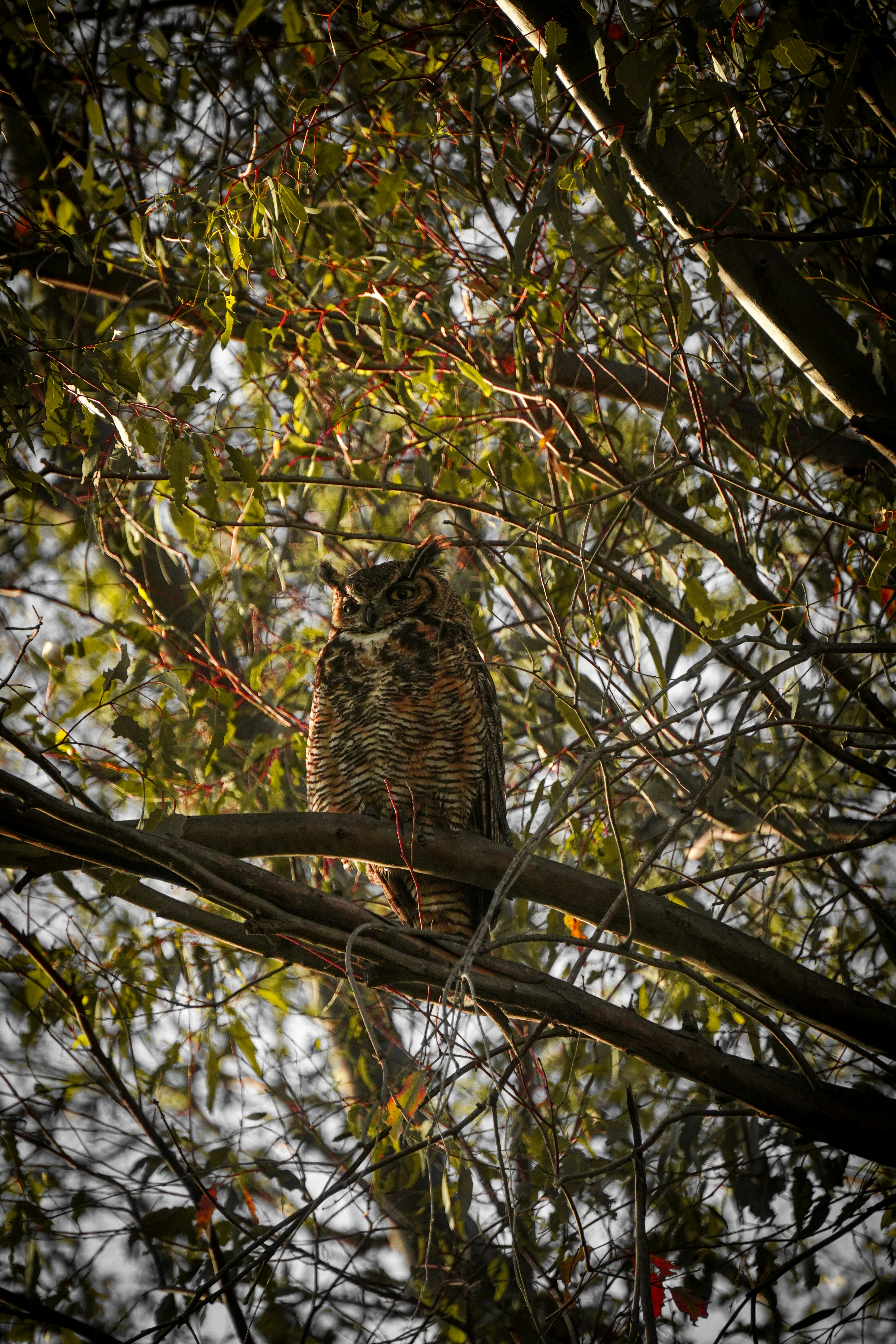 Owl Perched Amid Branches: Quiet Vigil Beneath Dappled Light