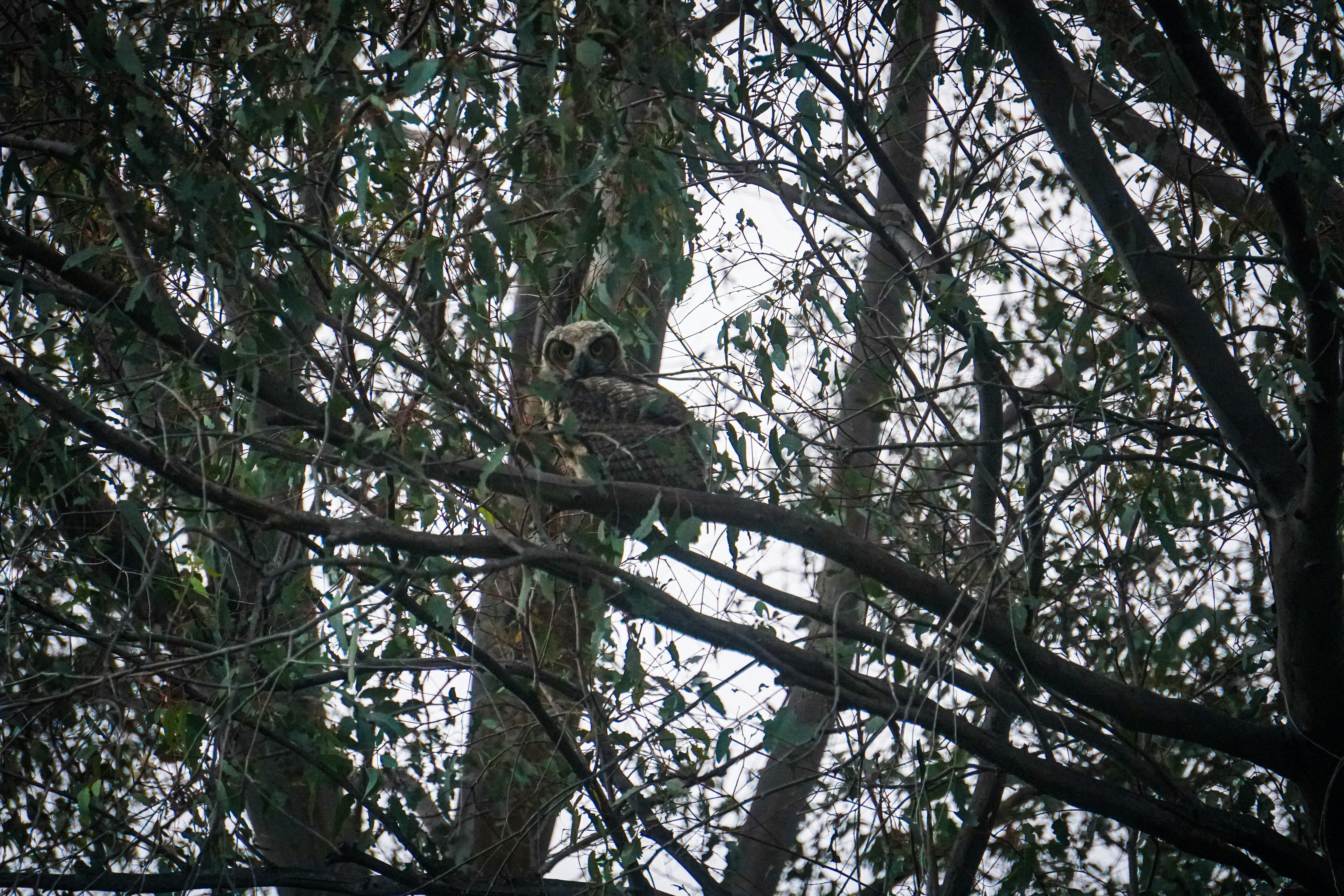 Silent Watcher in the Canopy