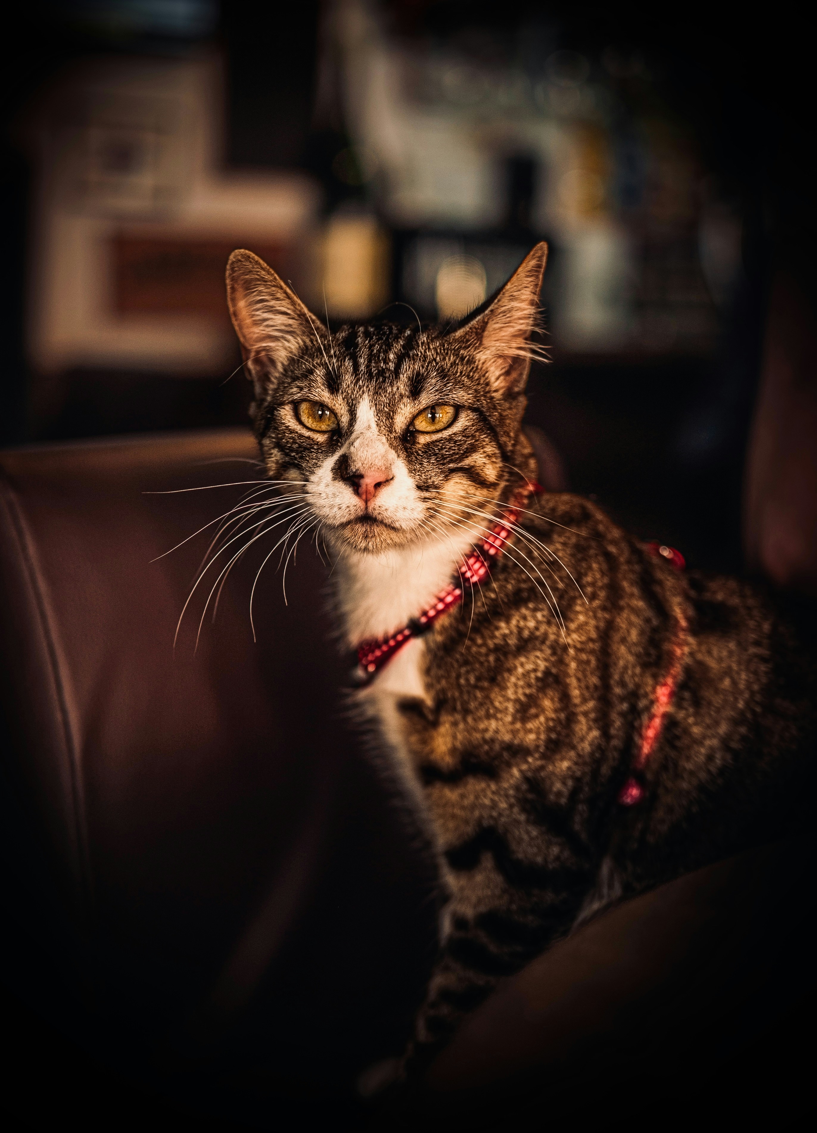 Amber Gaze: A Cat in a Quiet Studio Glow