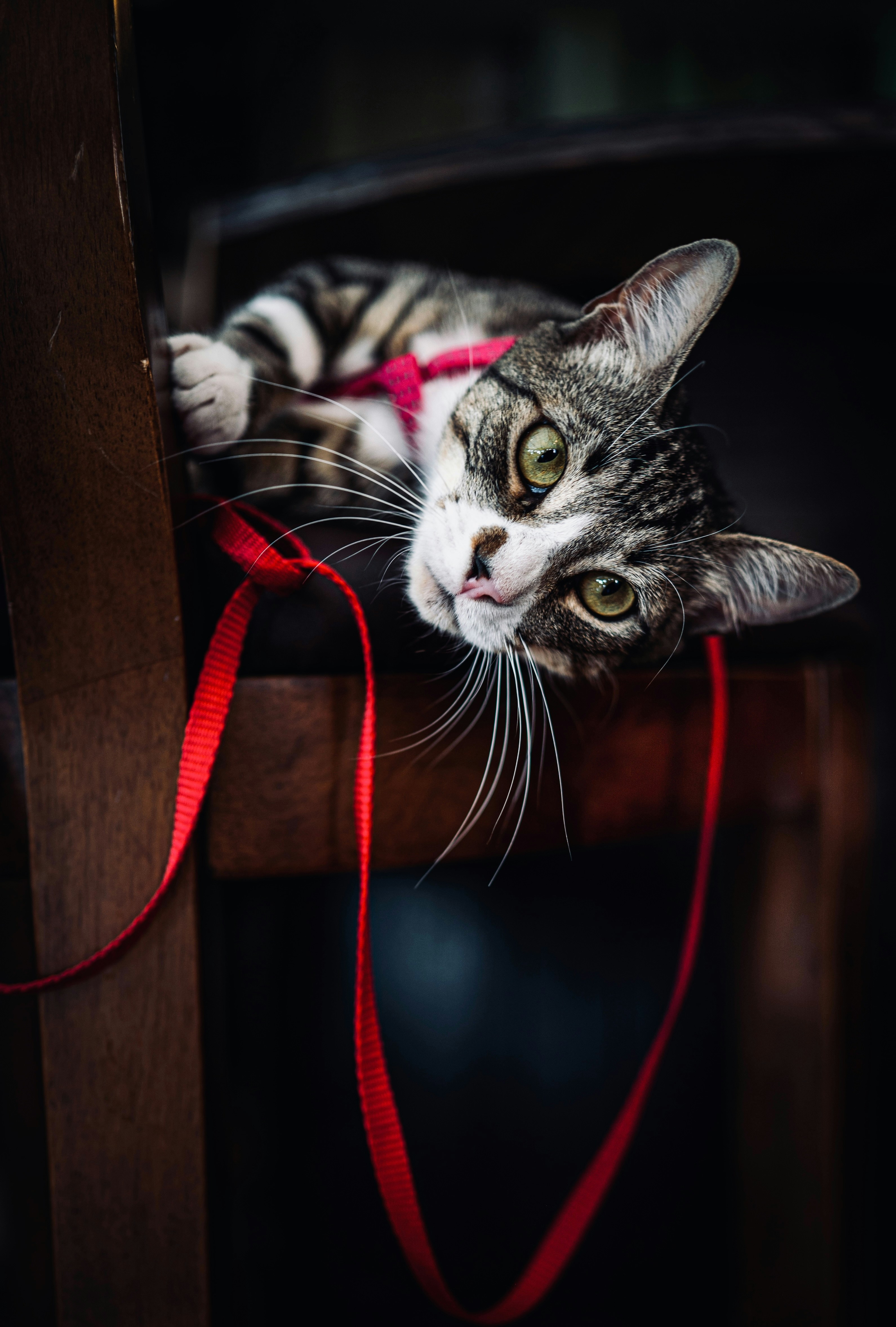 Curious Whiskers in a Red Ribbon Hideaway
