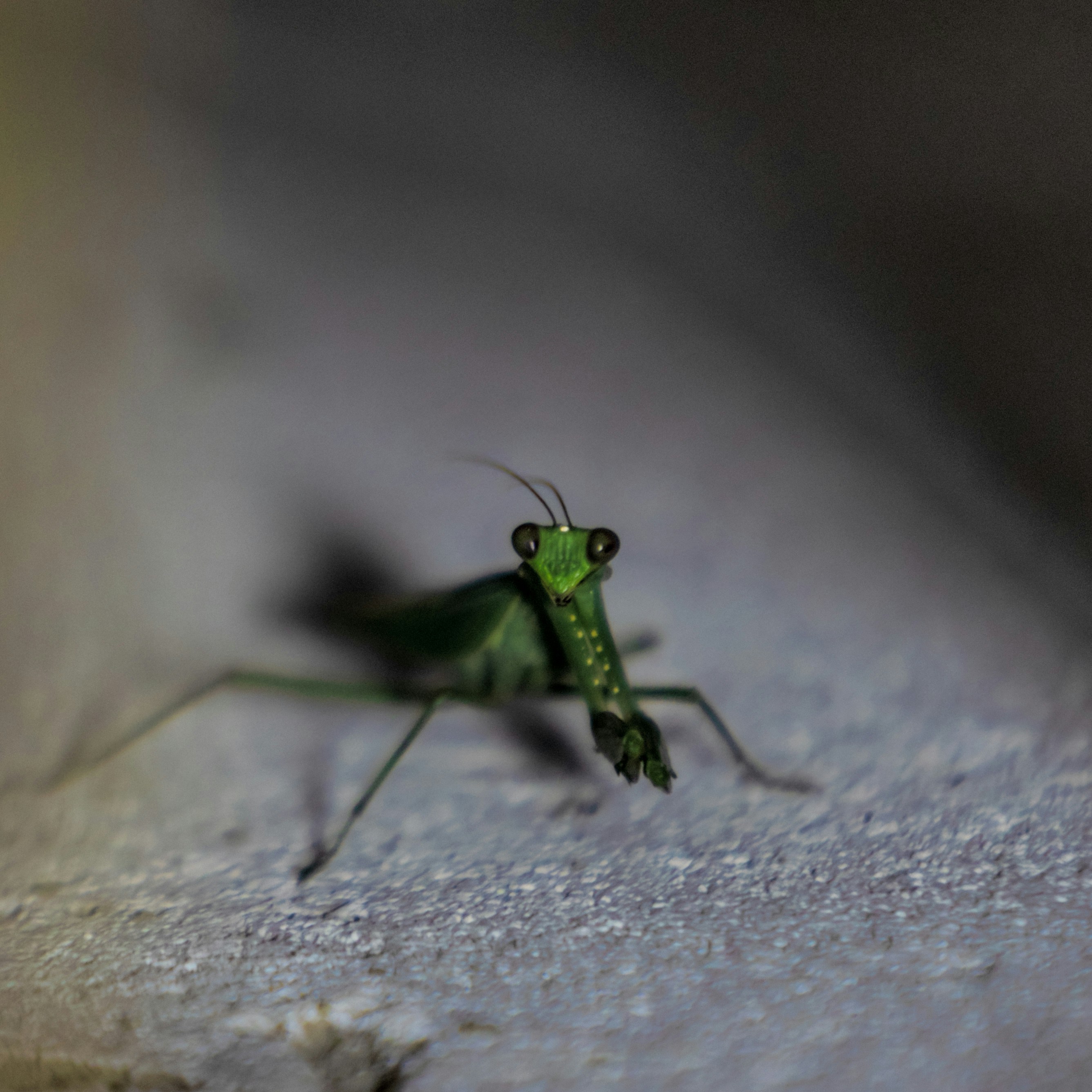 Green Mantid on a Shimmering Concrete Stage