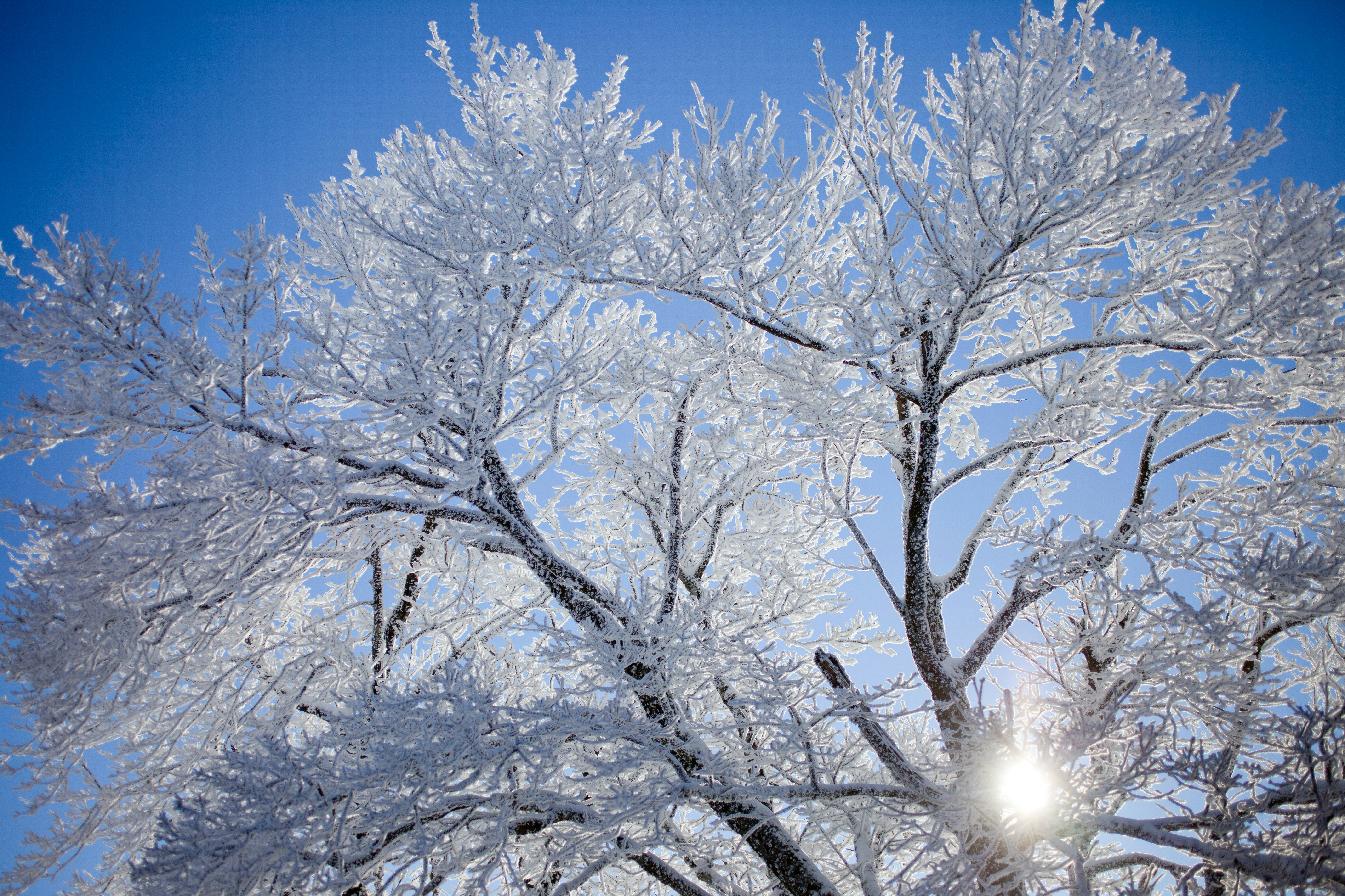 Sunlit Frosted Canopy: Winter Branches Against a Clear Blue