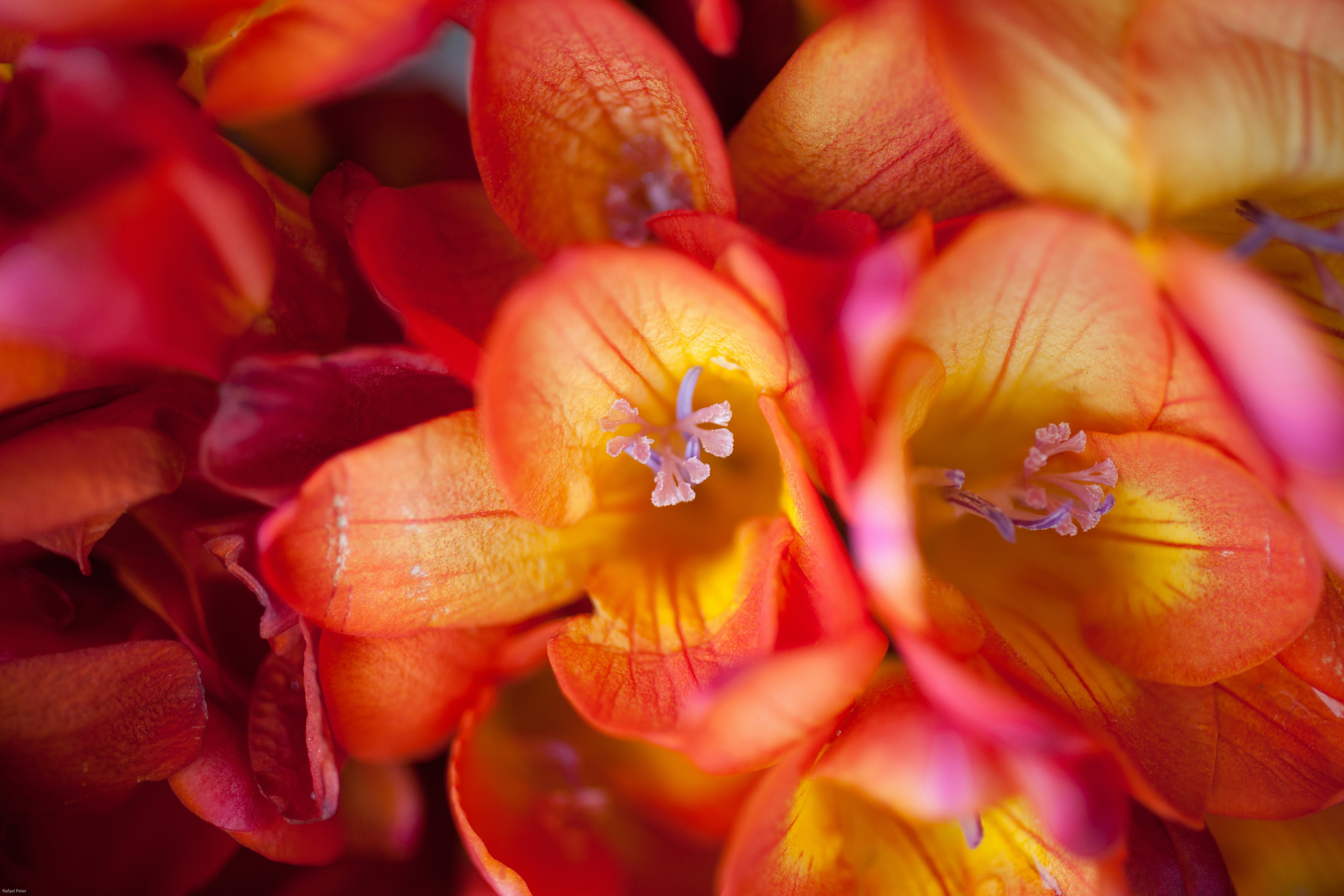 Cloistered bloom: a vivid cluster of orange-red blossoms