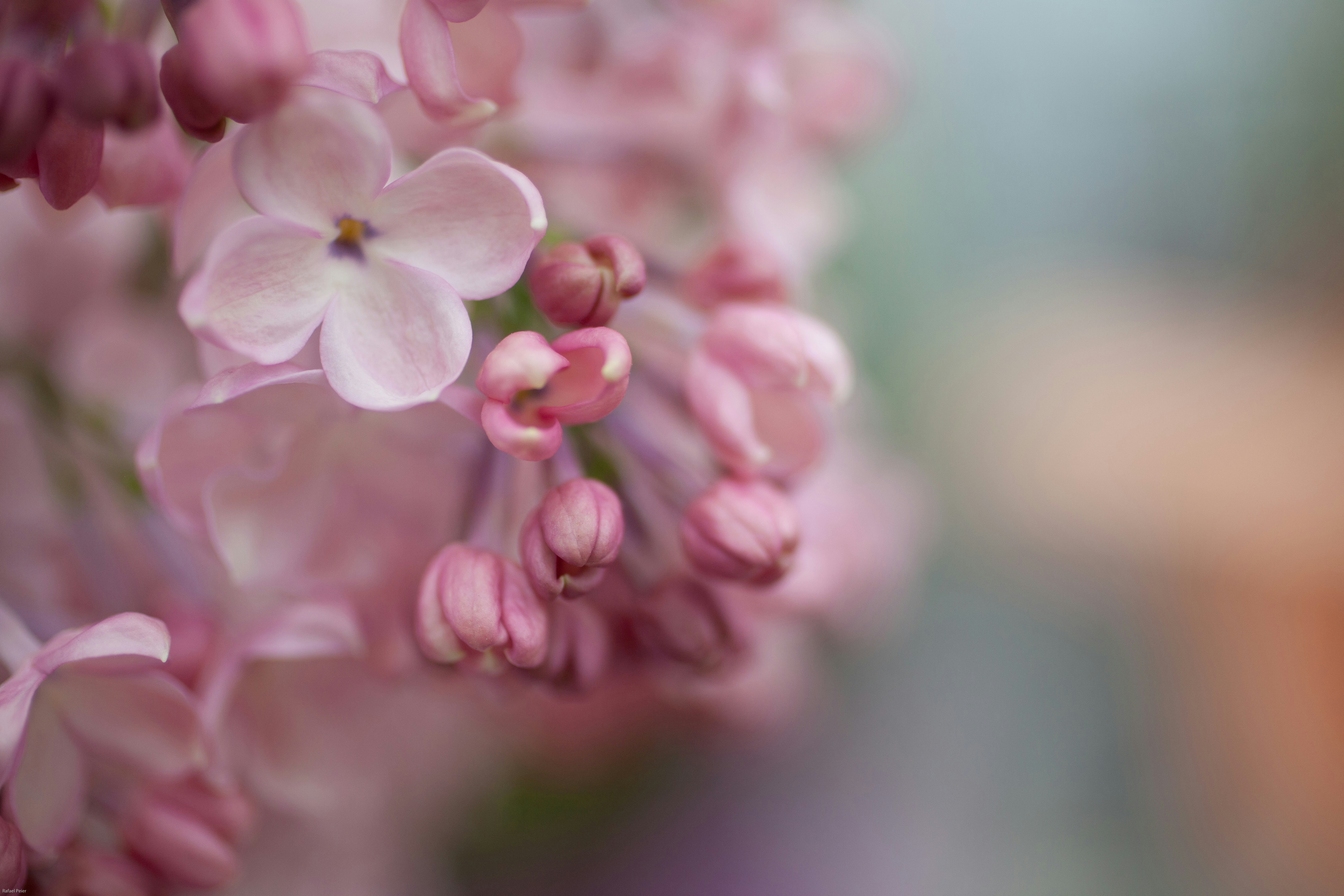 Soft Petal Chorus: A Close-Up of Blush Pink Blooms