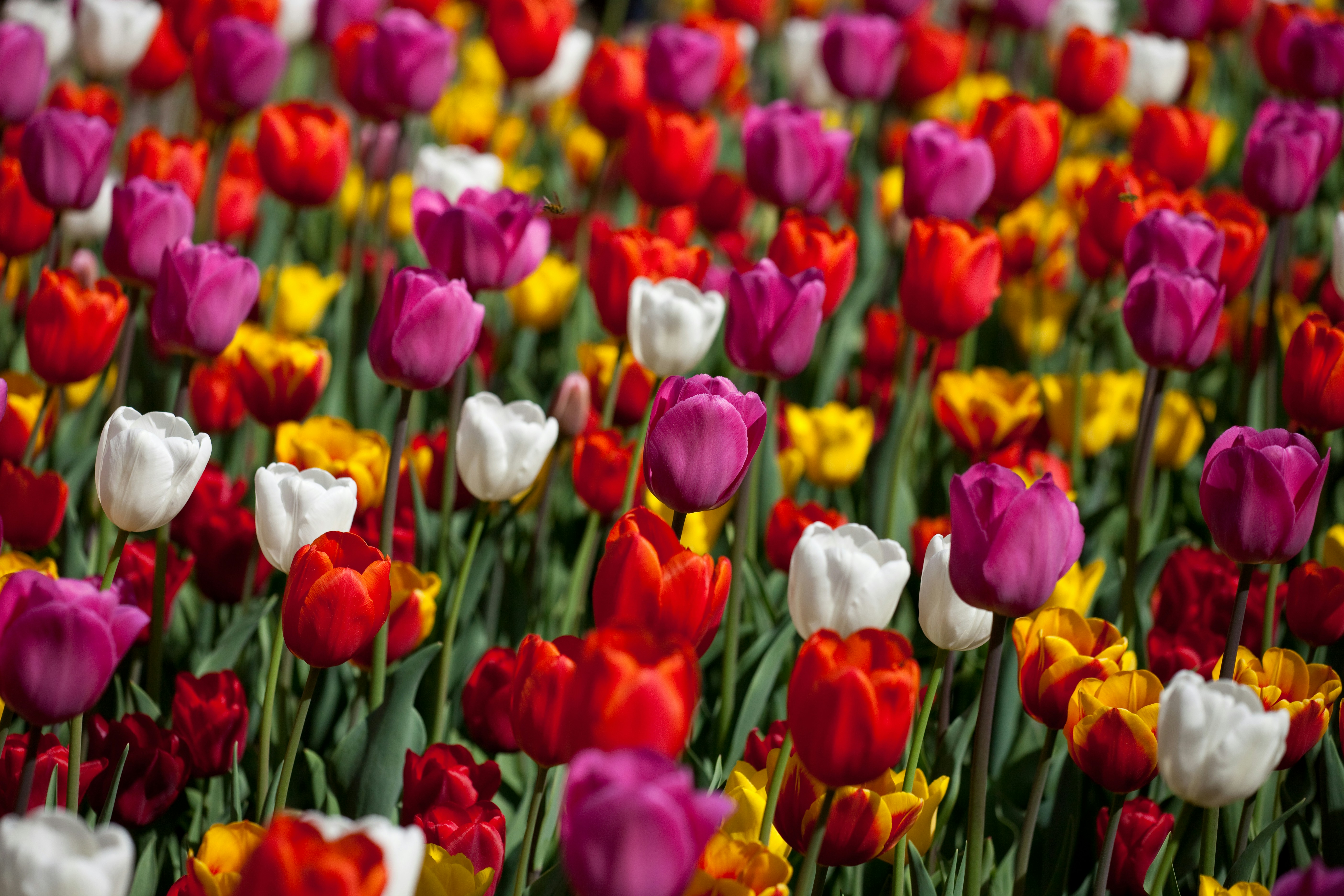 Campus of Color: A Field of Tulips in Full Bloom