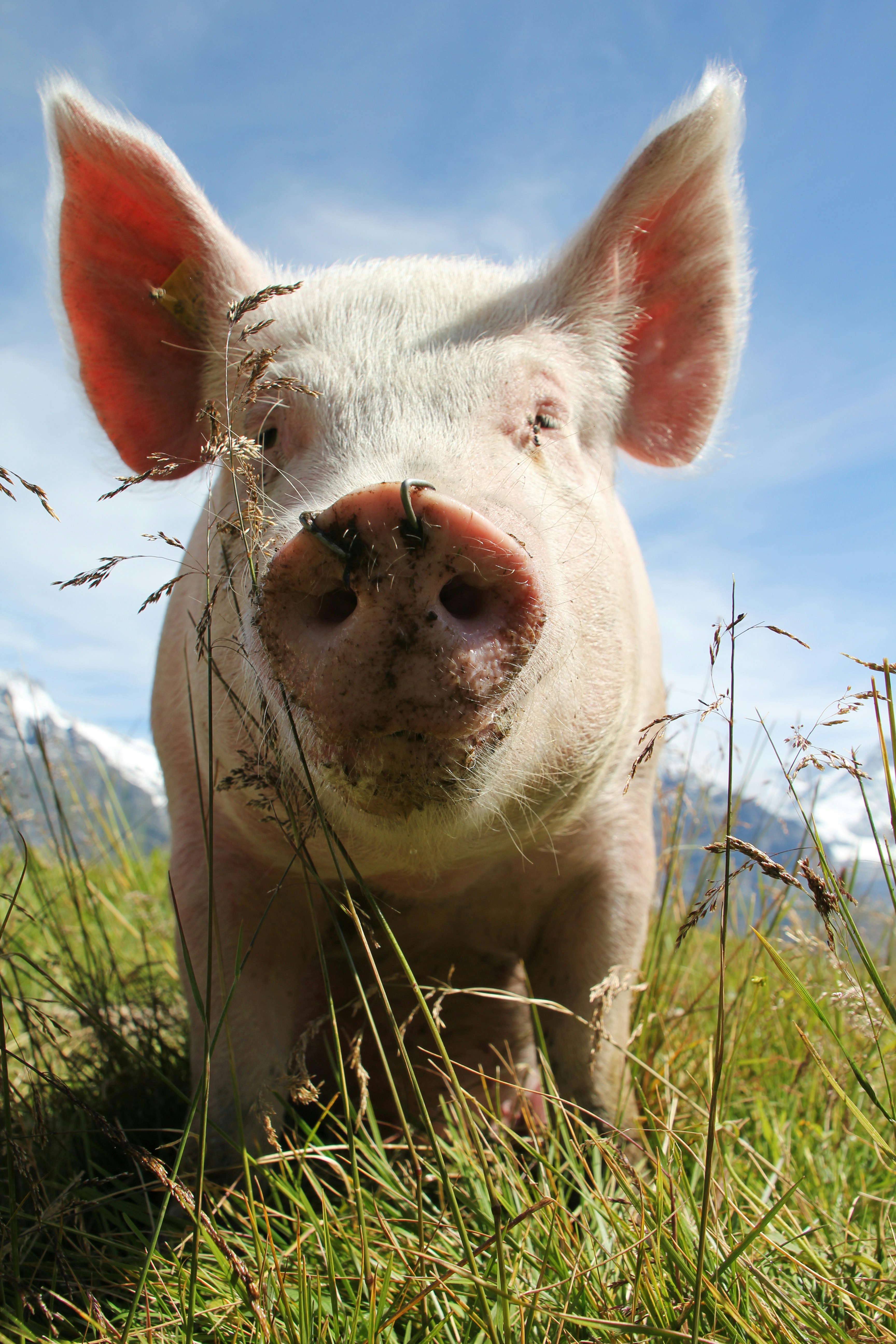 Curious Piglet Probes the Lens in Alpine Meadow