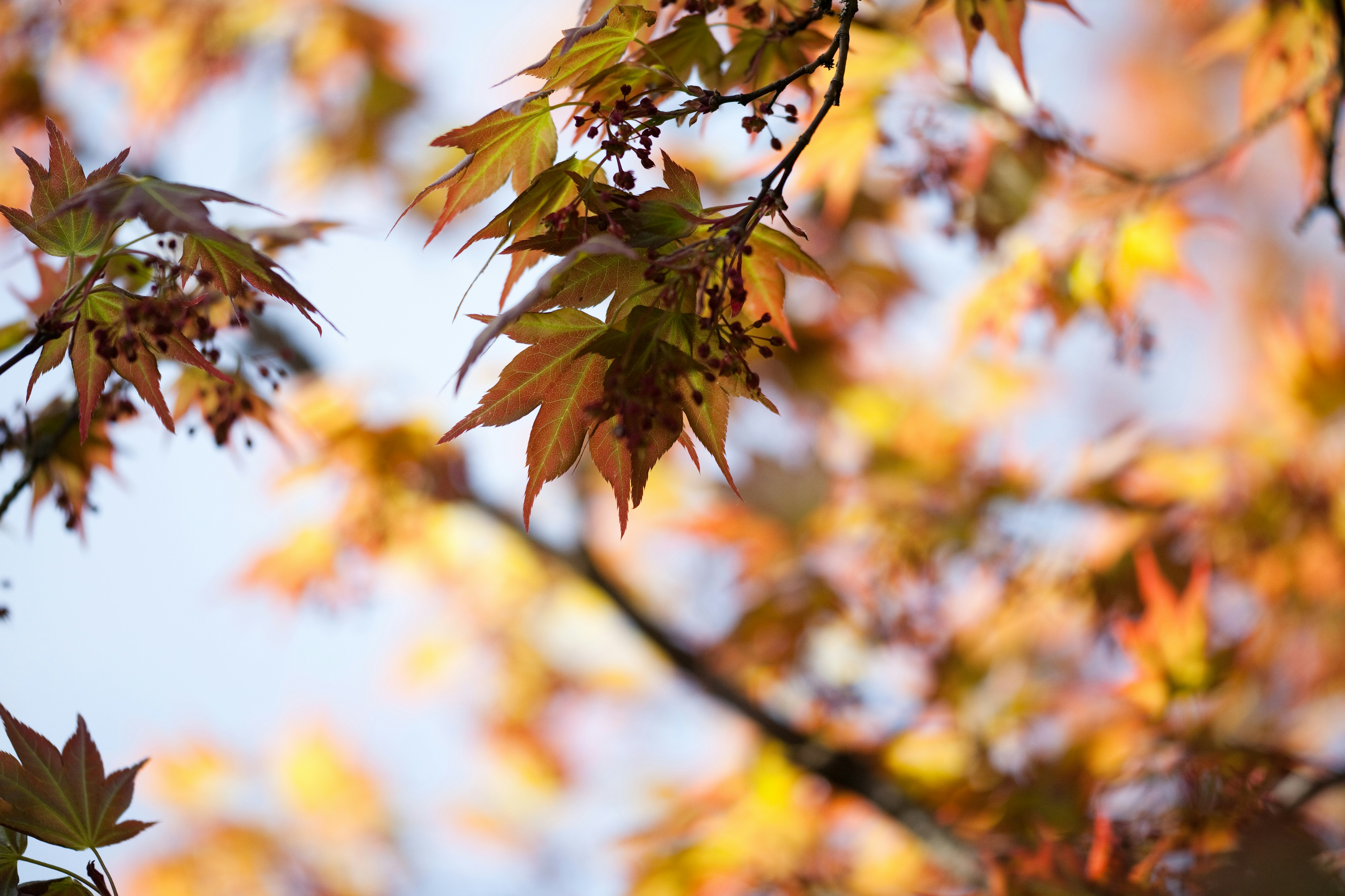 Autumn Mosaic: Sunlit Maple Fronds in a Blurred Canopy