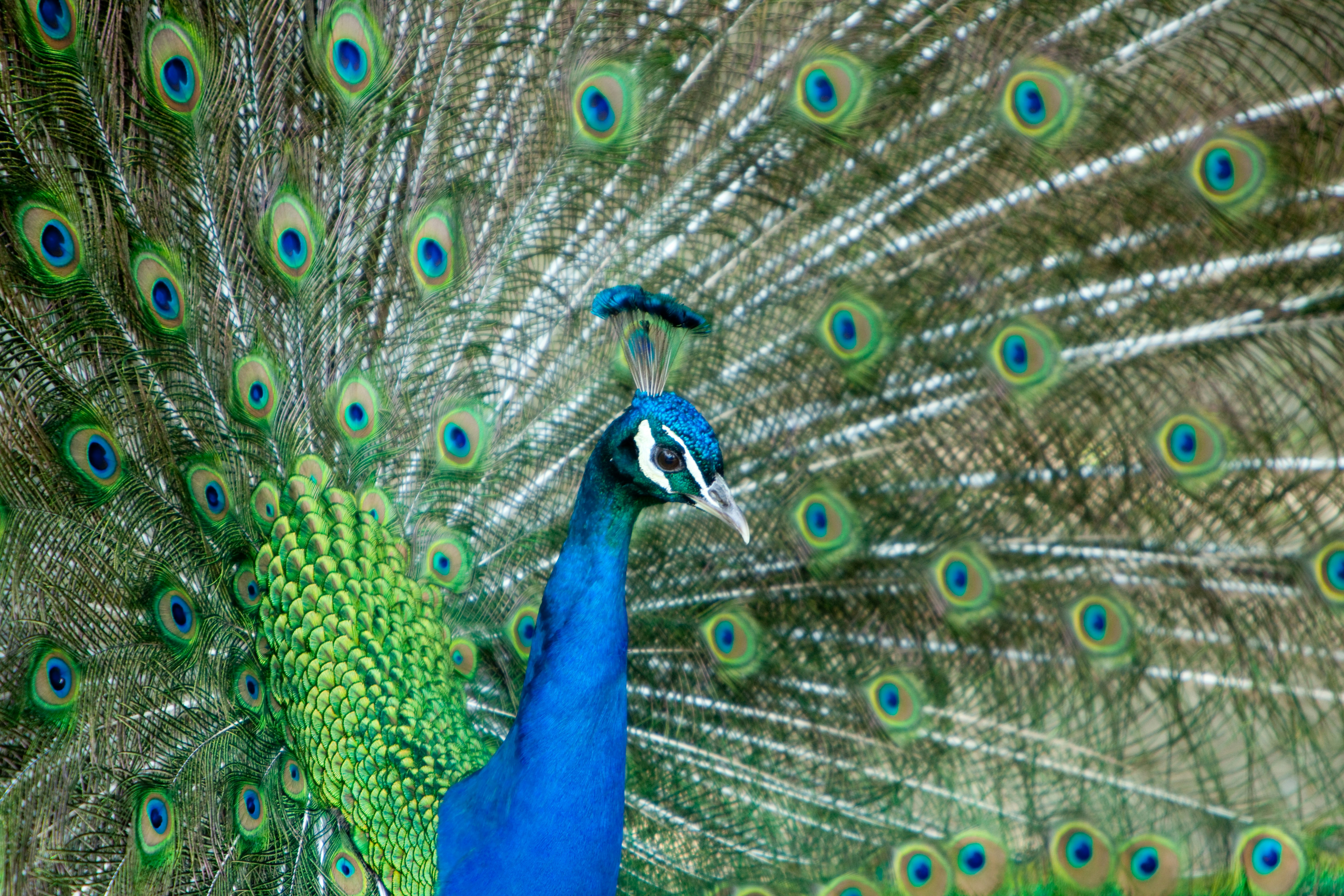 Emerald Crown: the Peacock’s Eye-Fanned Emergence