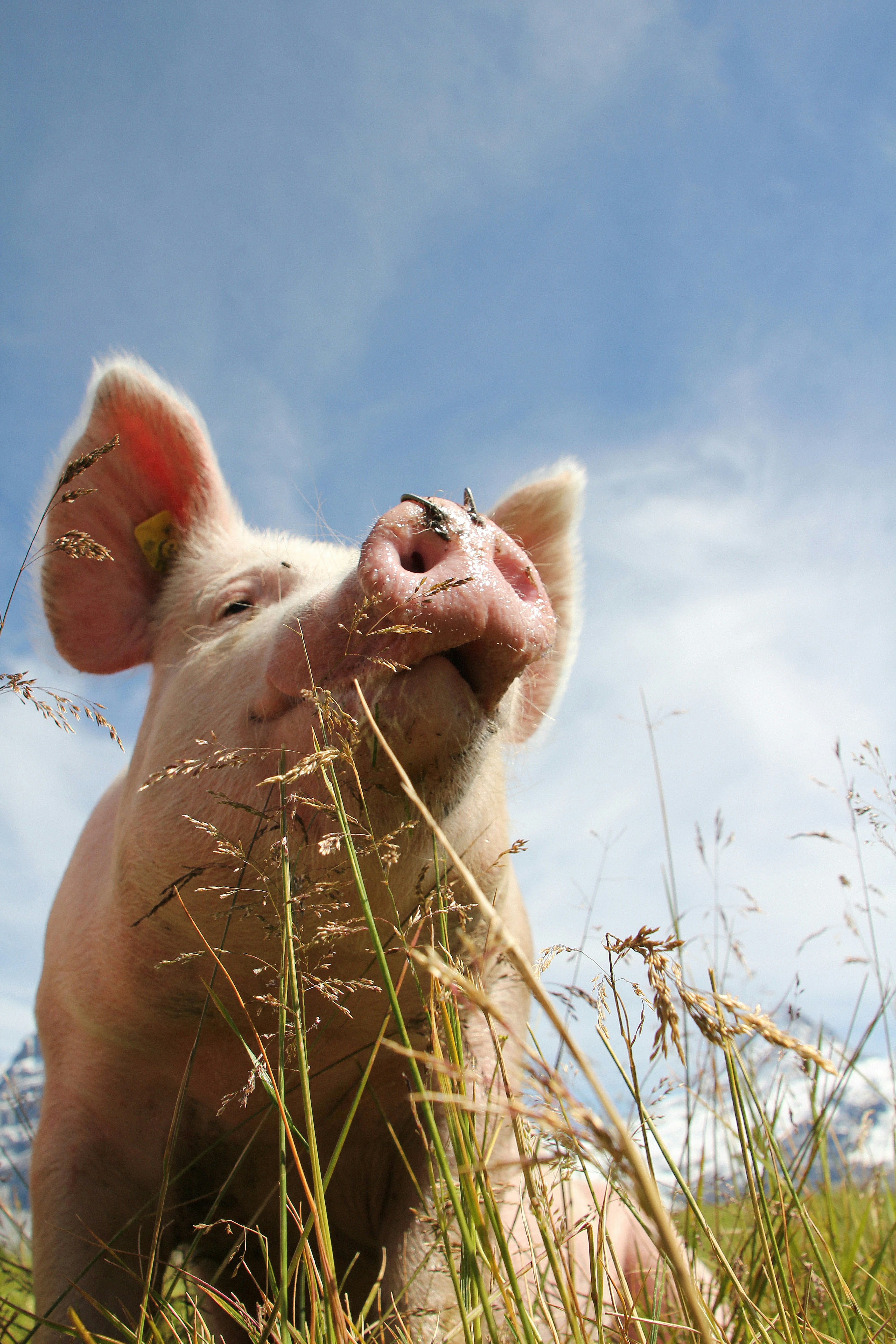 Low‑Angle Portrait of a Curious Piglet in Tall Grass