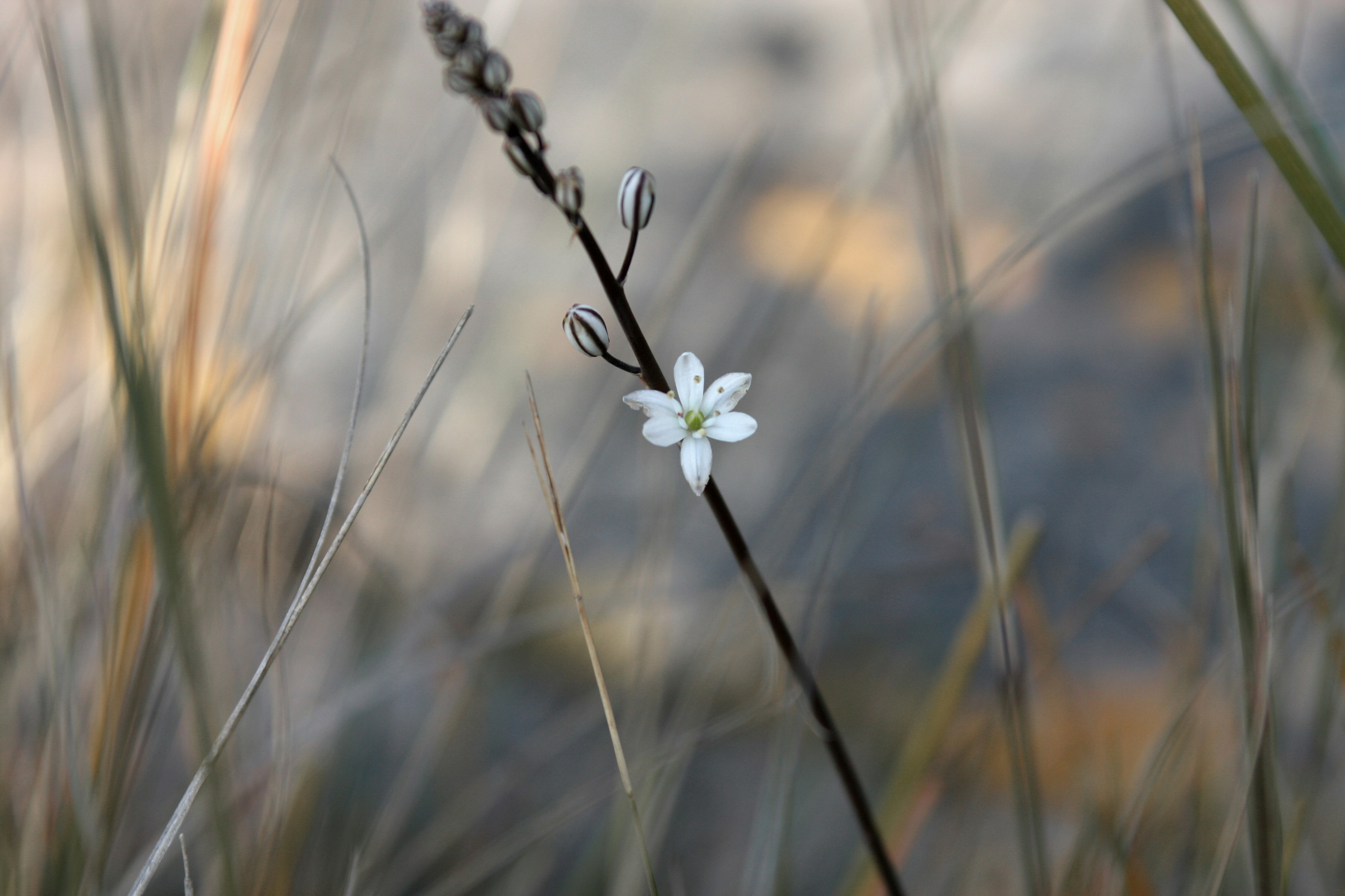 Small white flower on a slender dark stem amid soft blurred grasses, captured at close range to emphasize delicate petals and natural ambiance.