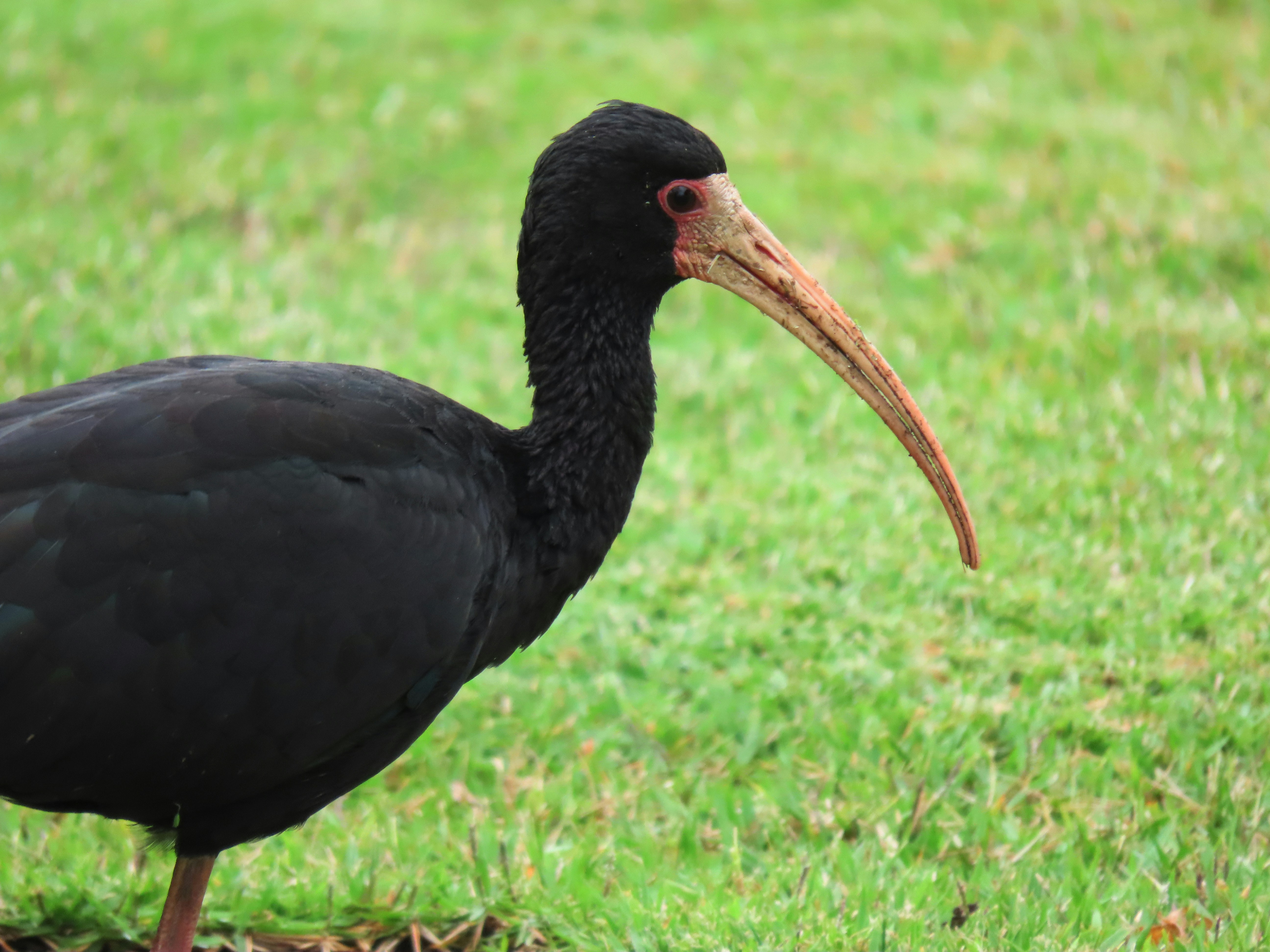 Black Ibis with Curved Bill Against Emerald Lawn