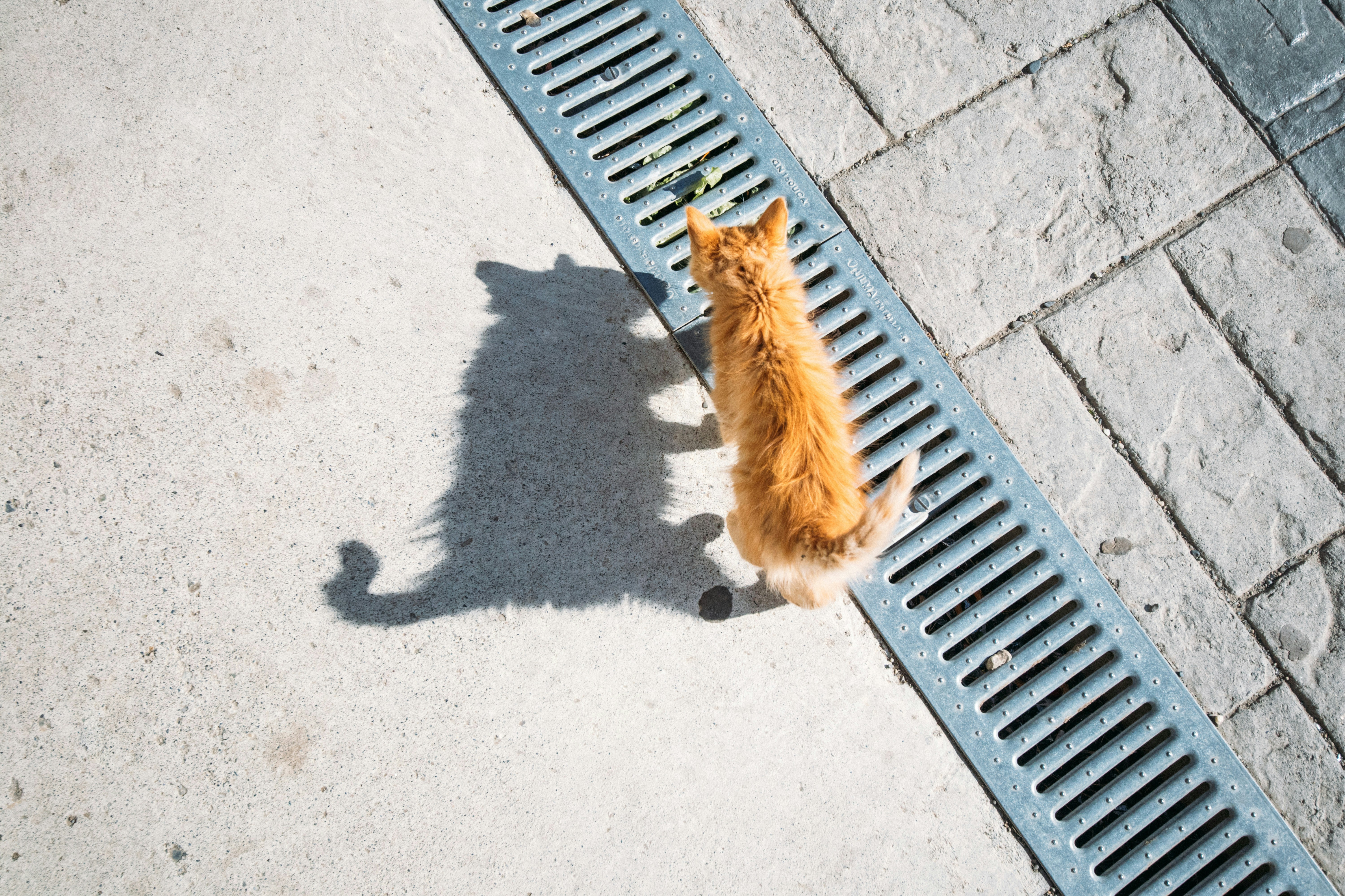 Orange Kitten on a Concrete Walk: Shadow and Drain Highlight